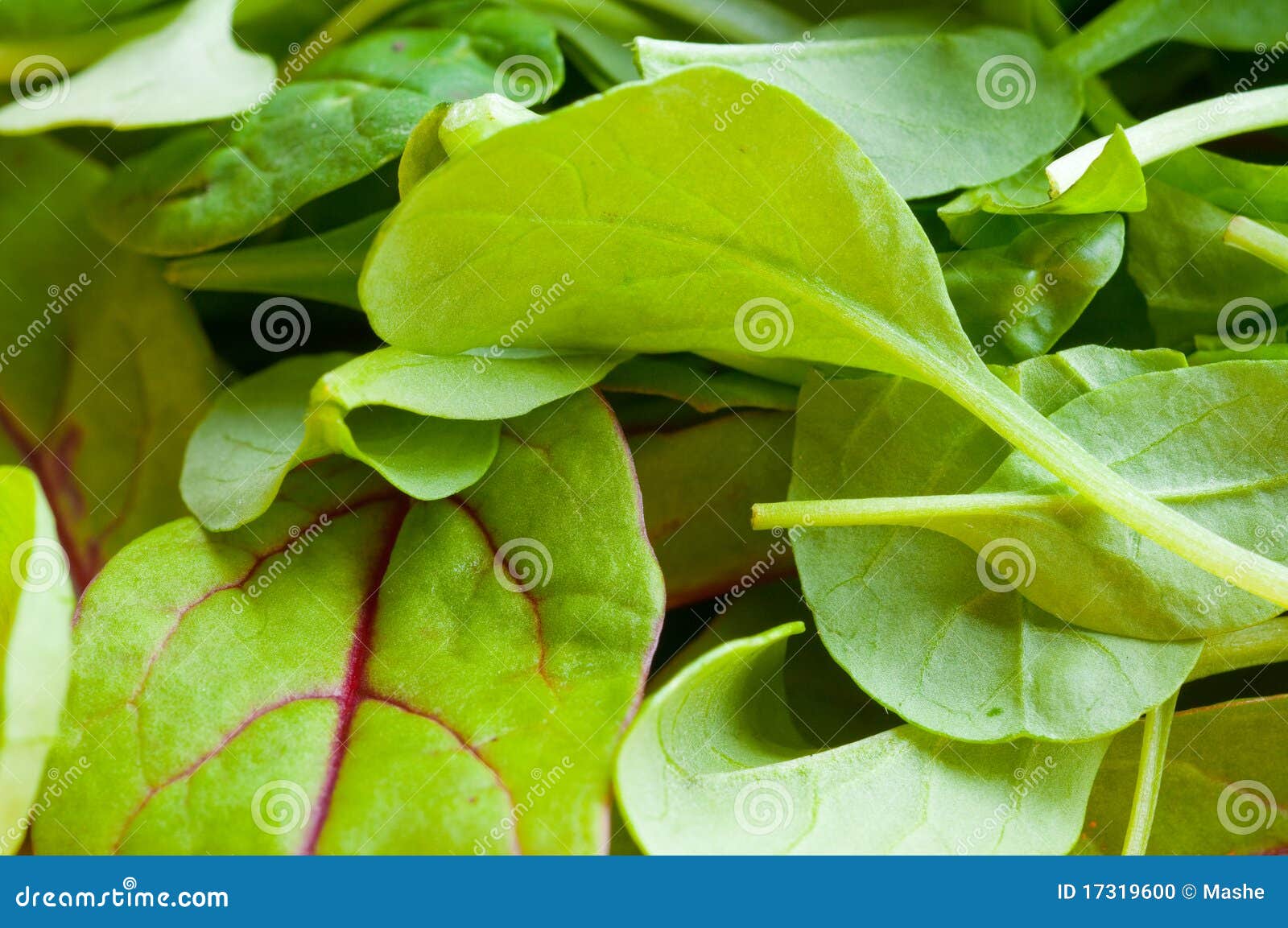 Organic Spring Mix Lettuce stock photo. Image of leaf - 17319600