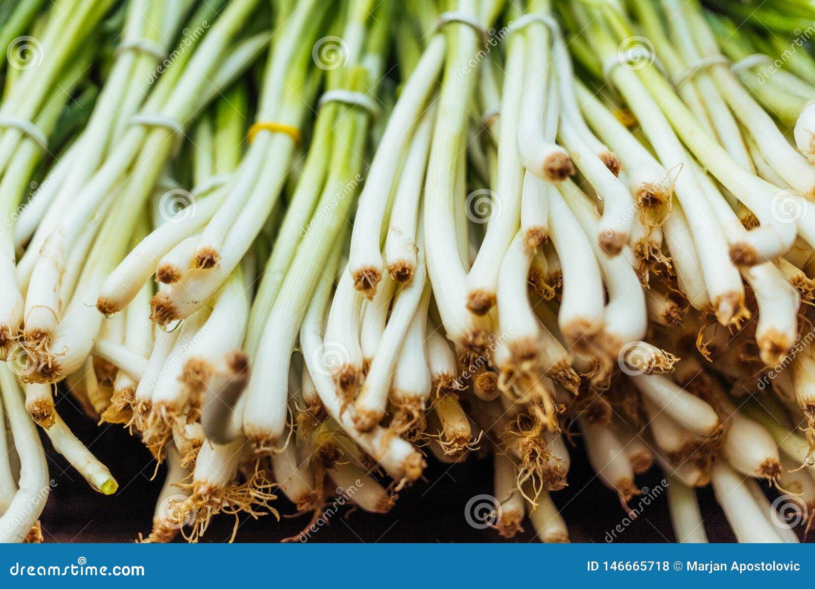 Organic spring onions stock photo. Image of agriculture - 146665718