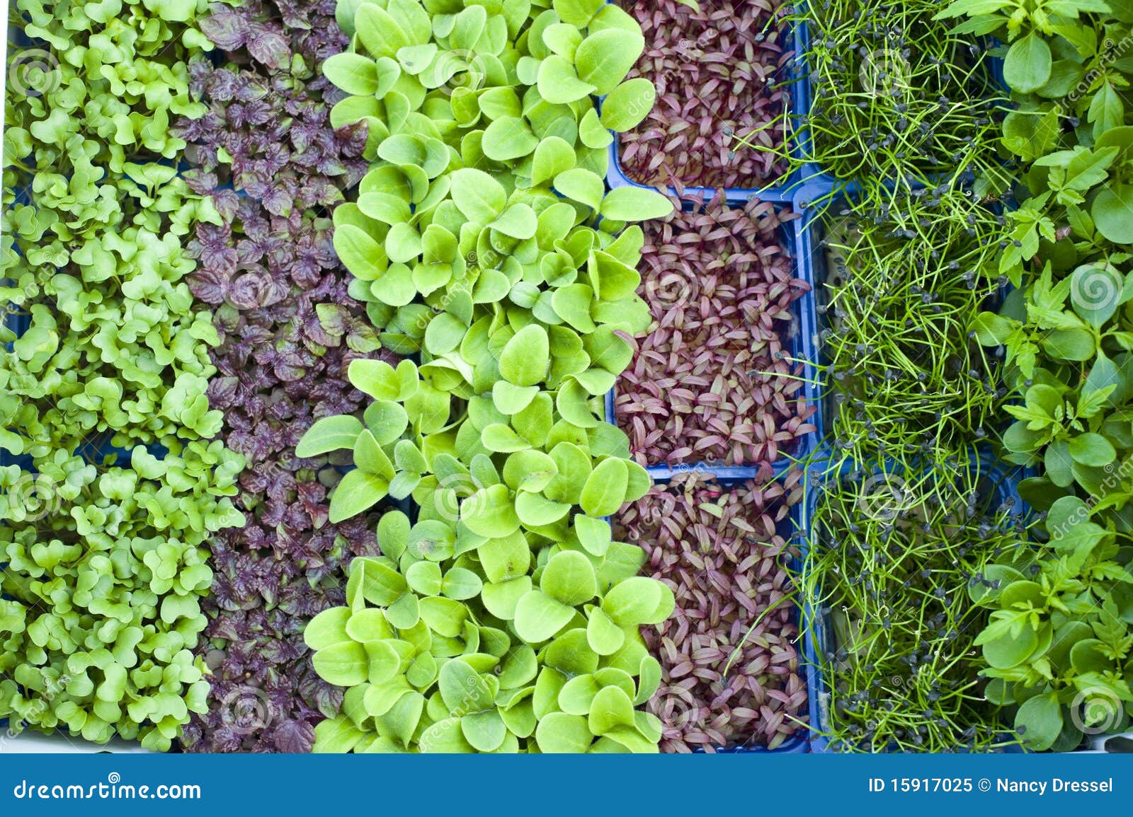 Organic sprouts stock image. Image of season, plot, garden - 15917025