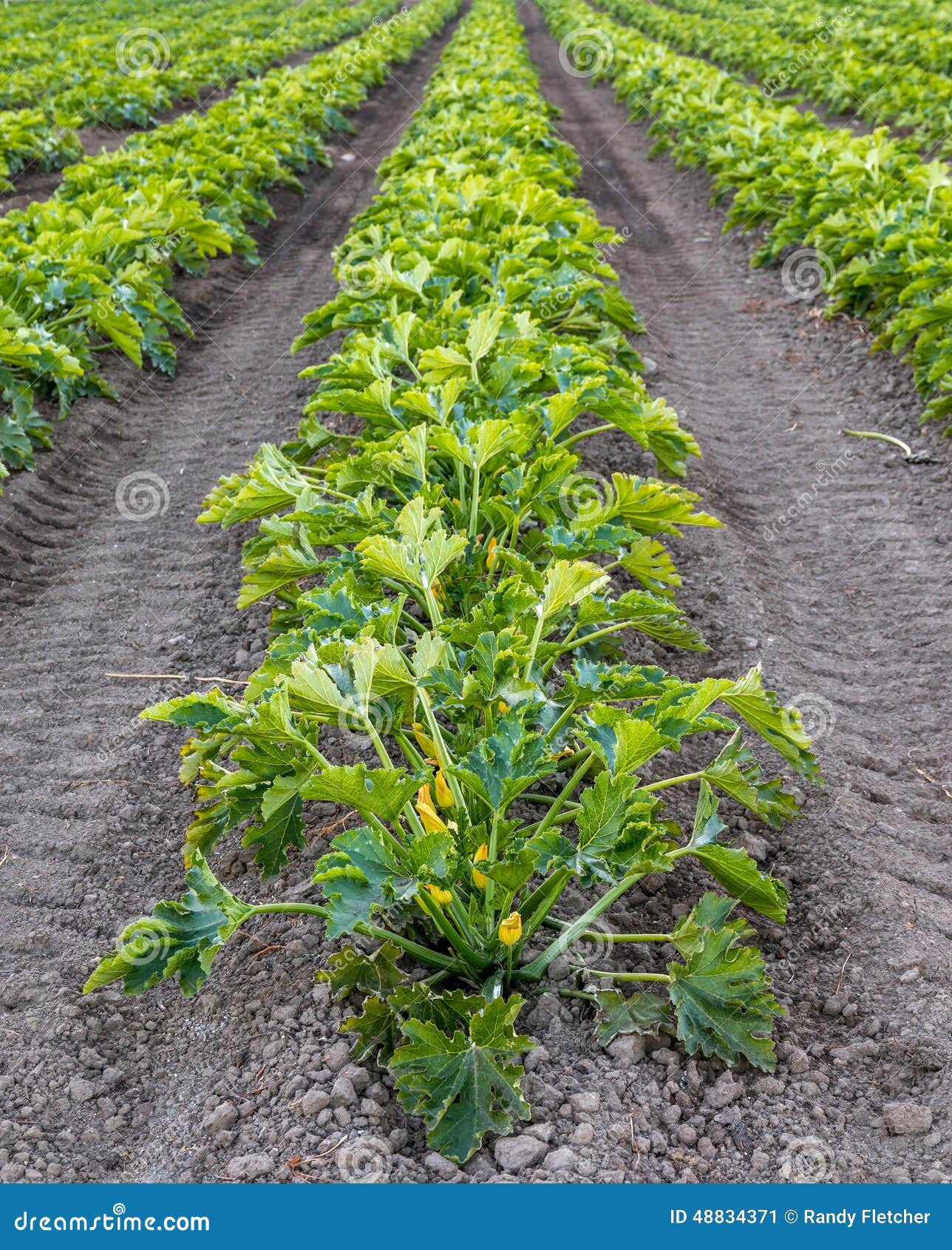 Organic squash crop. stock image. Image of nature, plant - 48834371