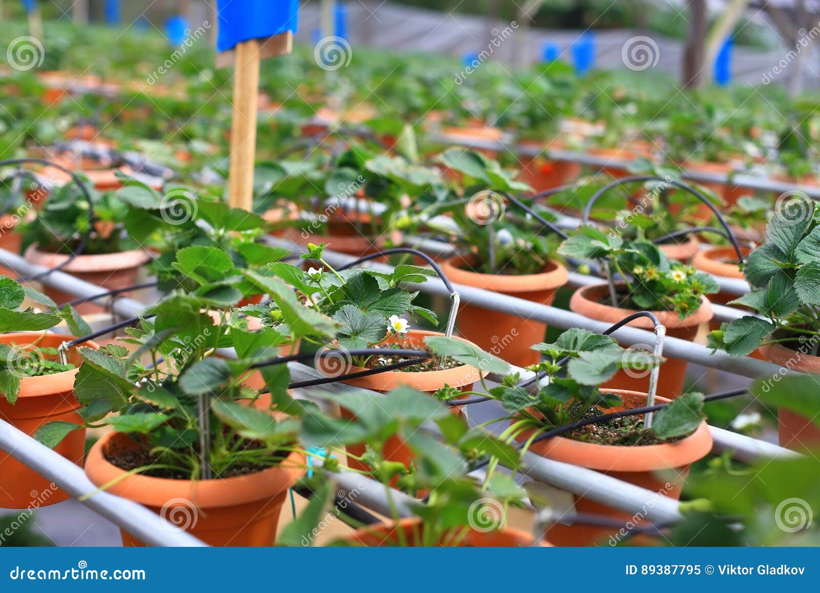 Organic Strawberry Cultivation Farm Stock Image - Image of hothouse ...