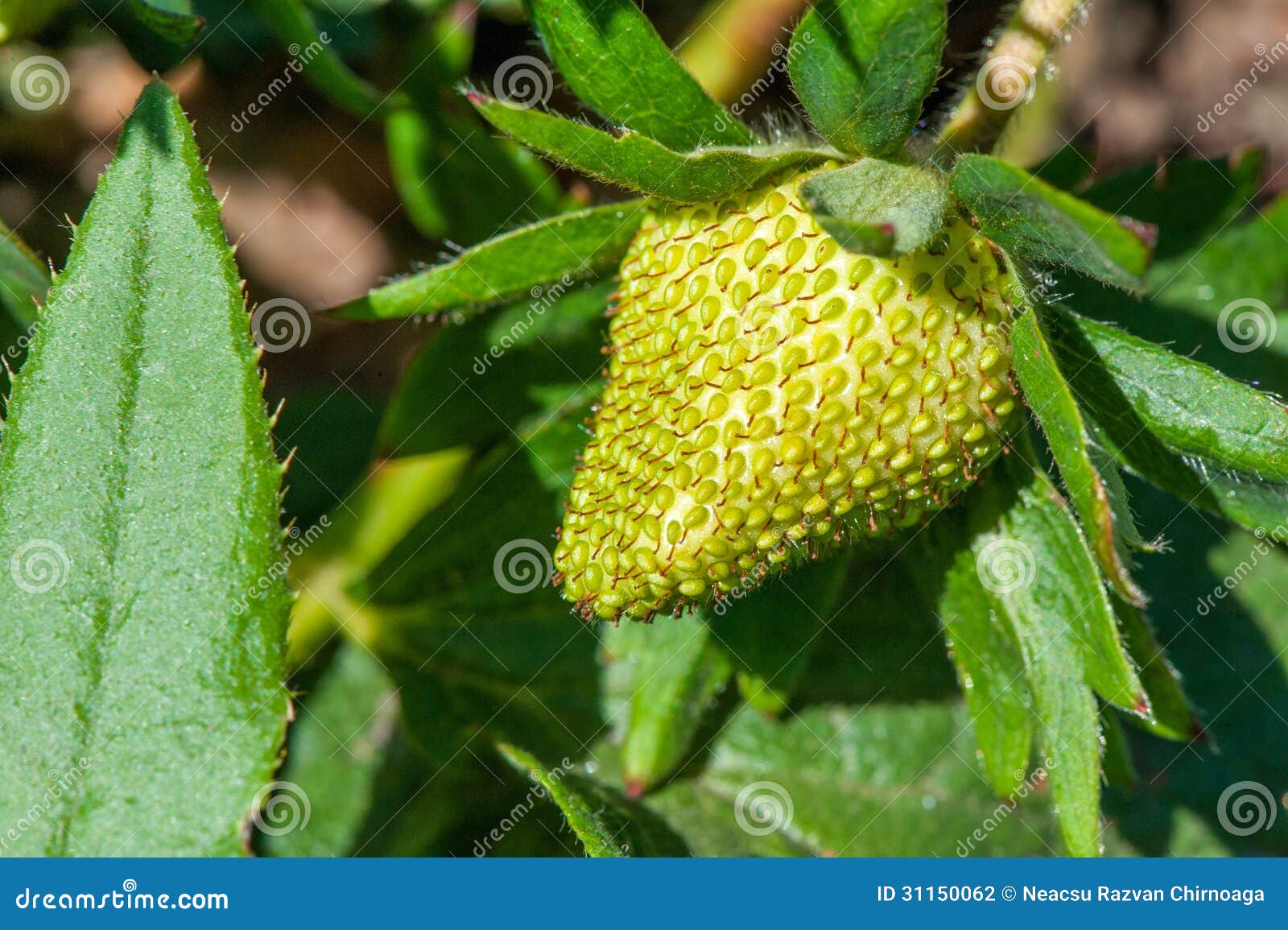 Organic strawberry unripe stock photo. Image of delicious - 31150062