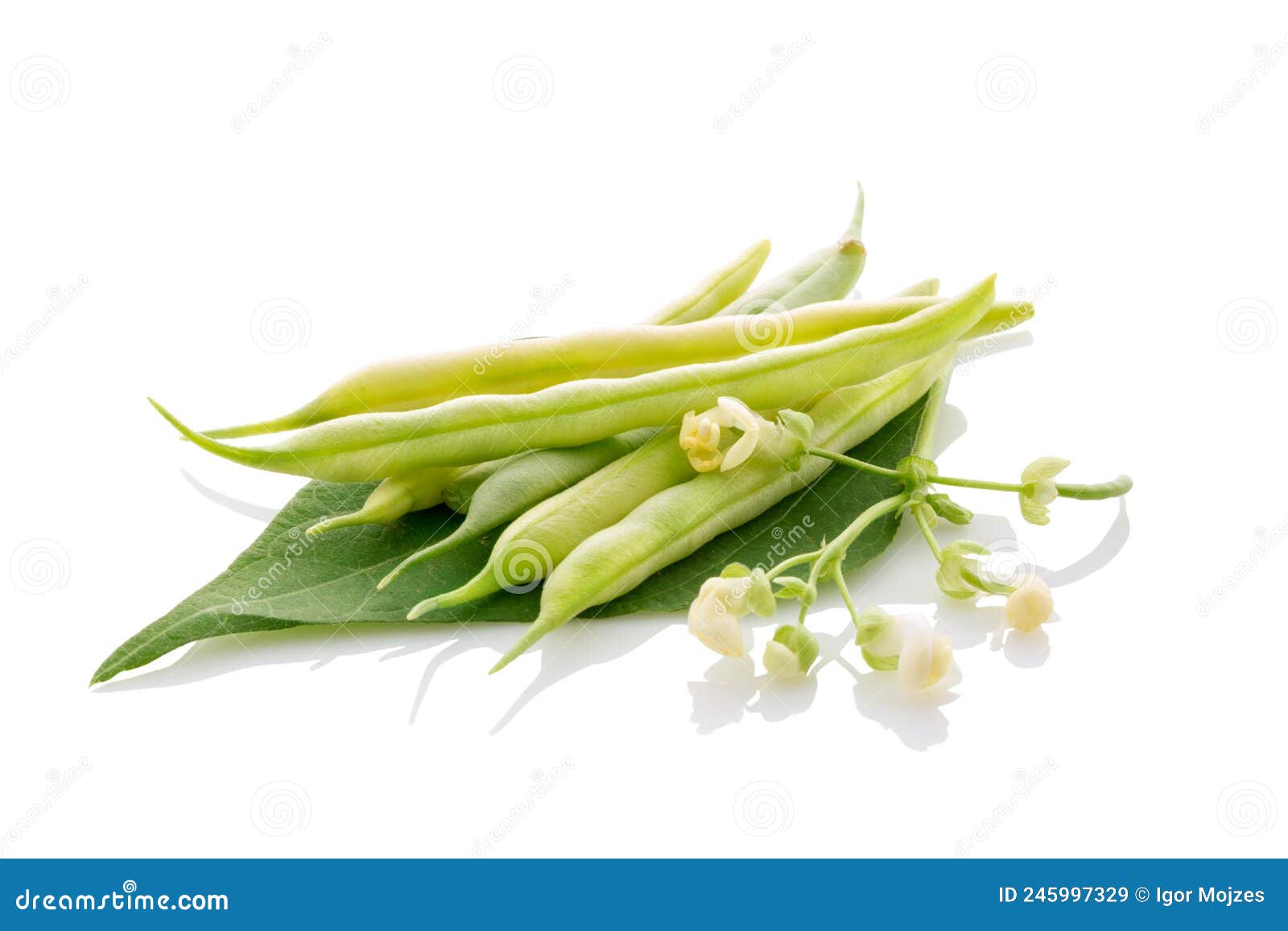 Organic String Bean with Leaves and Blossom Isolated Stock Image ...