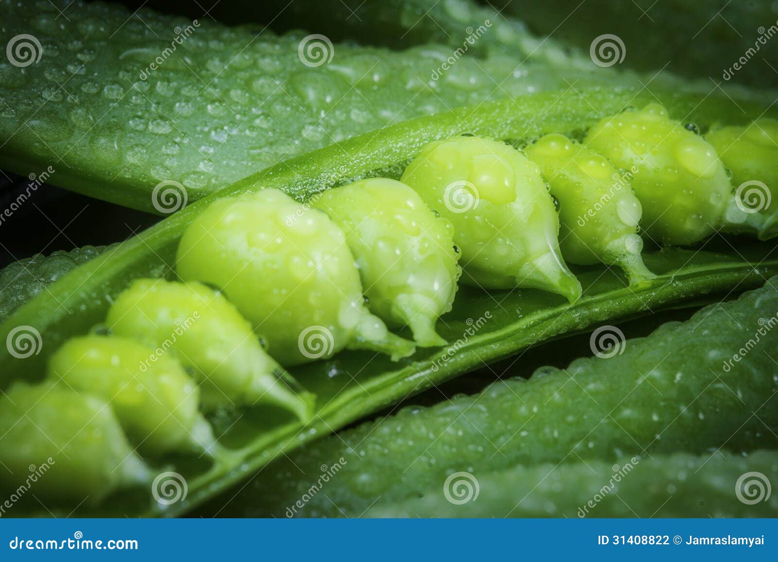 Organic string beans stock photo. Image of vitamin, heap - 31408822