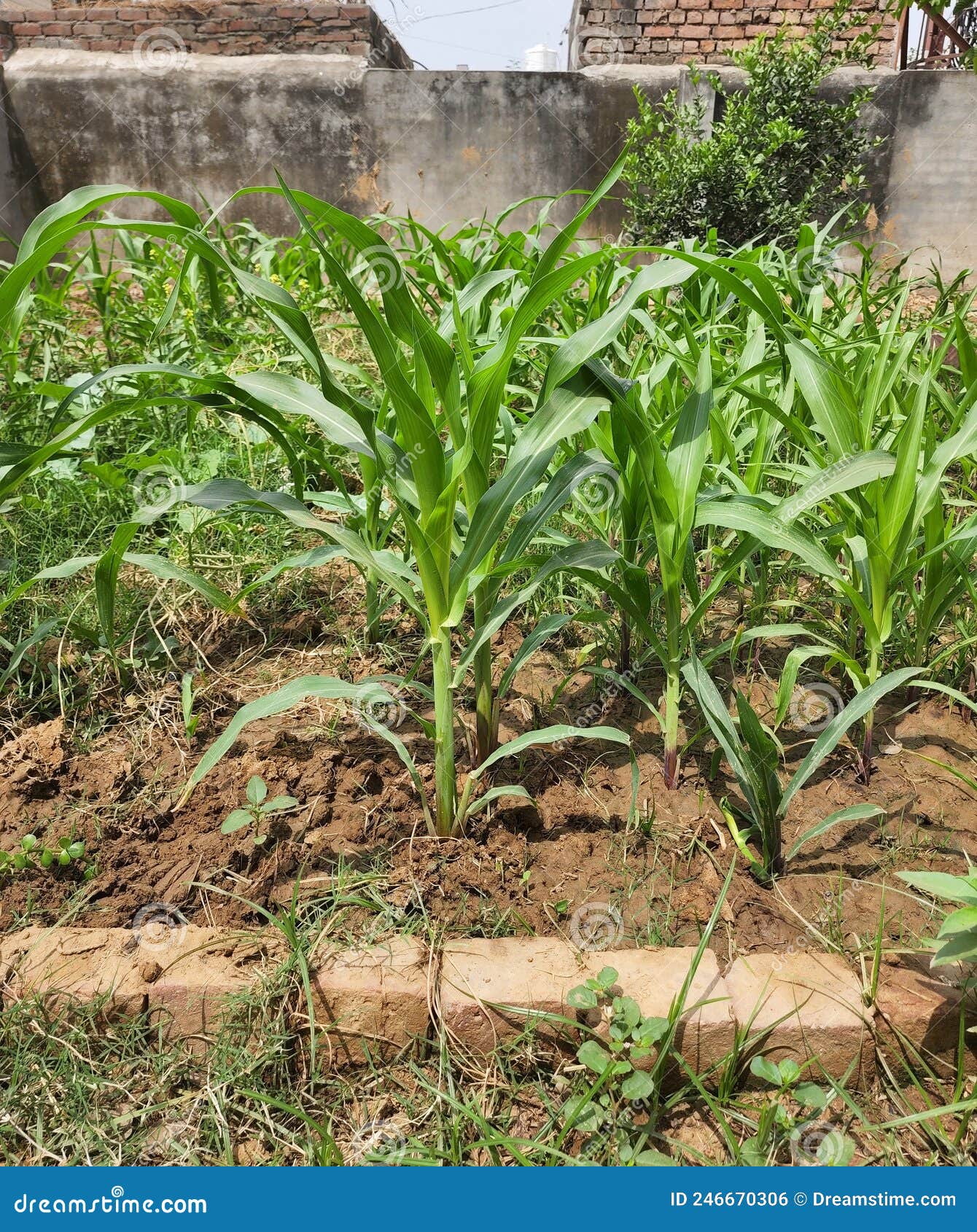 Organic Sweet Corn Farming ,cultivate Stock Photo - Image of flower ...