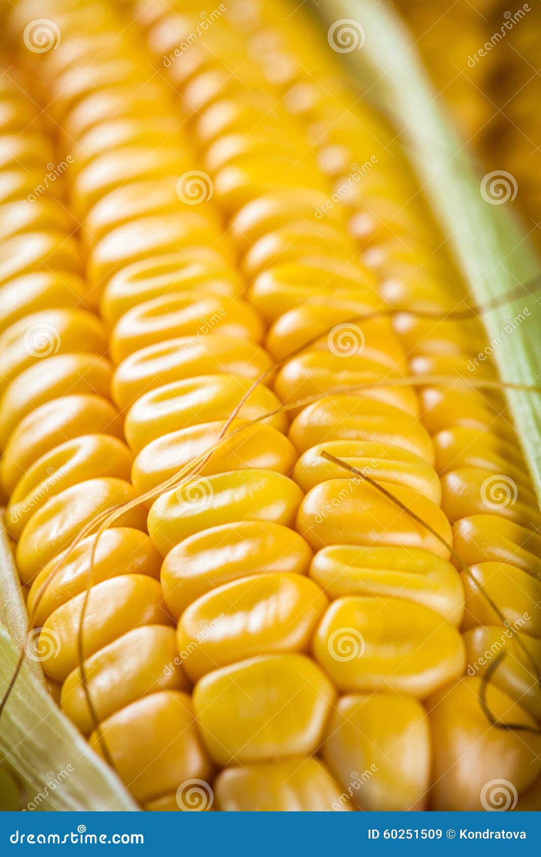 Organic sweet corn stock image. Image of selective, organic - 60251509