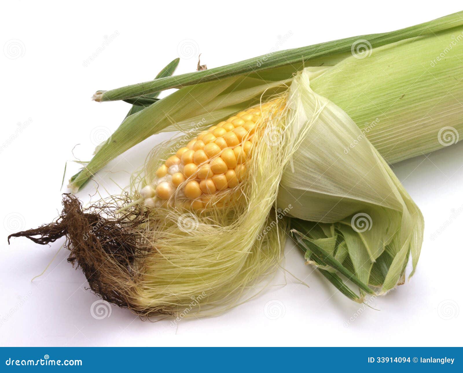 Organic sweet corn. stock photo. Image of natural, husk - 33914094