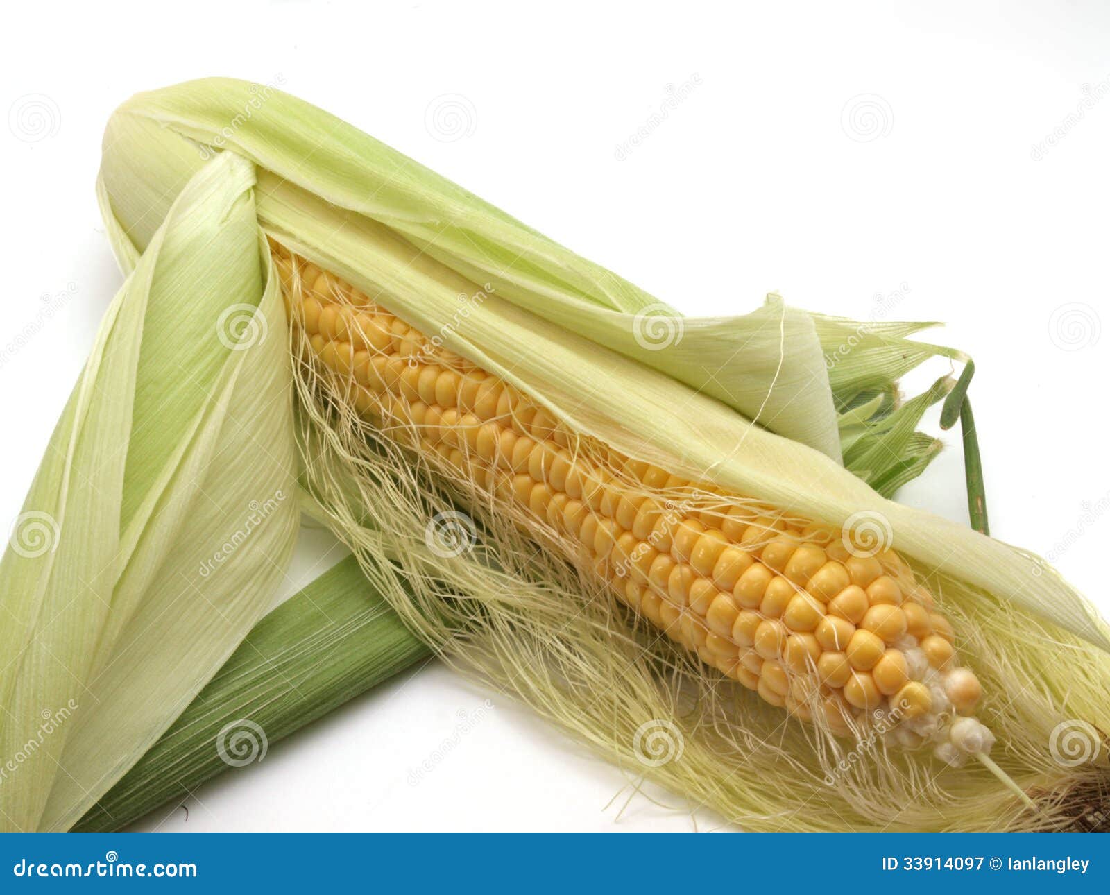 Organic sweet corn. stock image. Image of ripe, vegetarian - 33914097