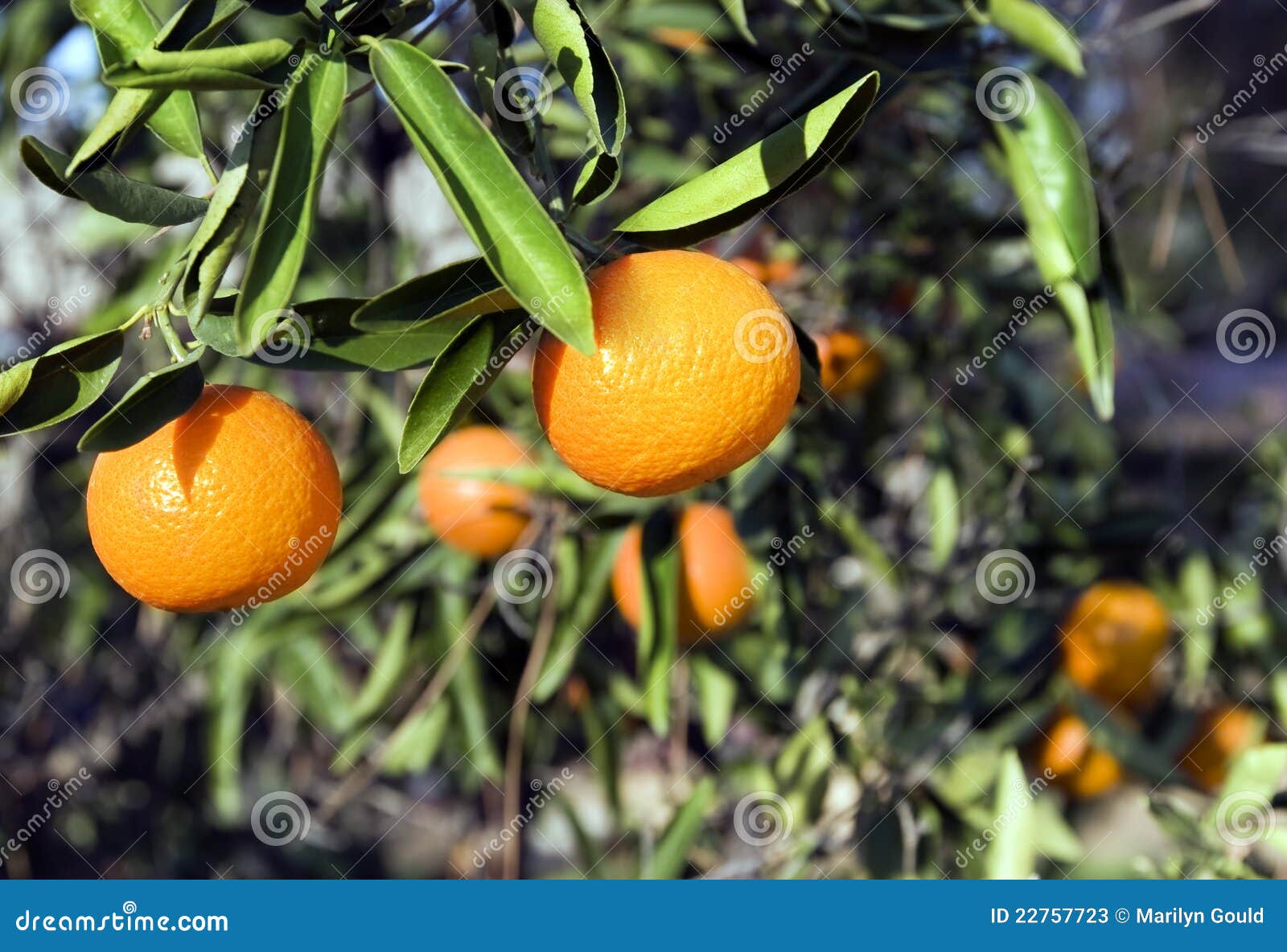 Organic Tangerines on Tree stock image. Image of tangerines - 22757723