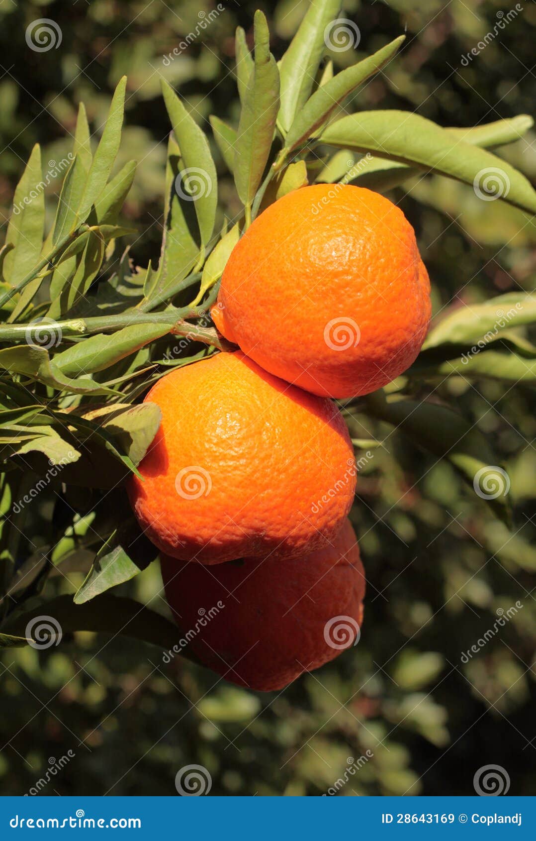 Organic Tangerines on the Tree Stock Image - Image of orange, organic ...