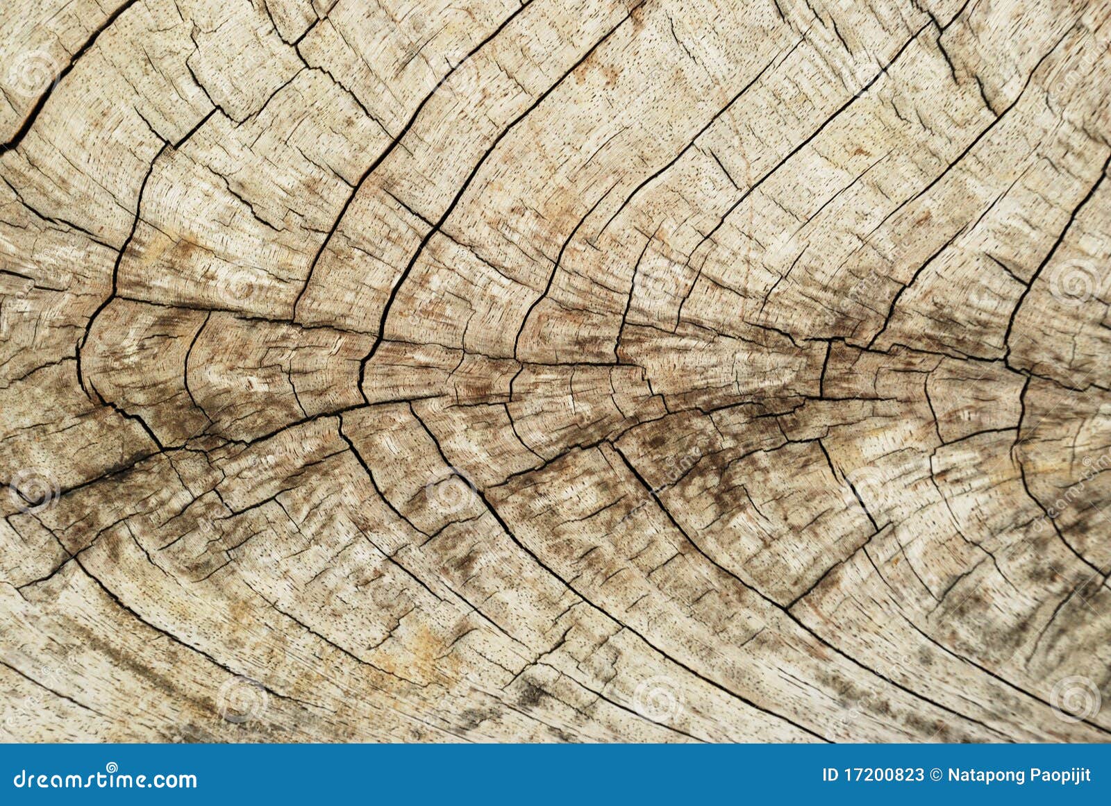 Organic texture stock image. Image of abstract, slice - 17200823