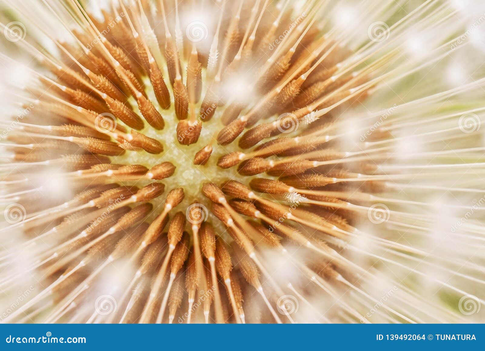 Organic Texture of Dandelion Flower, Abstract Stock Photo - Image of ...