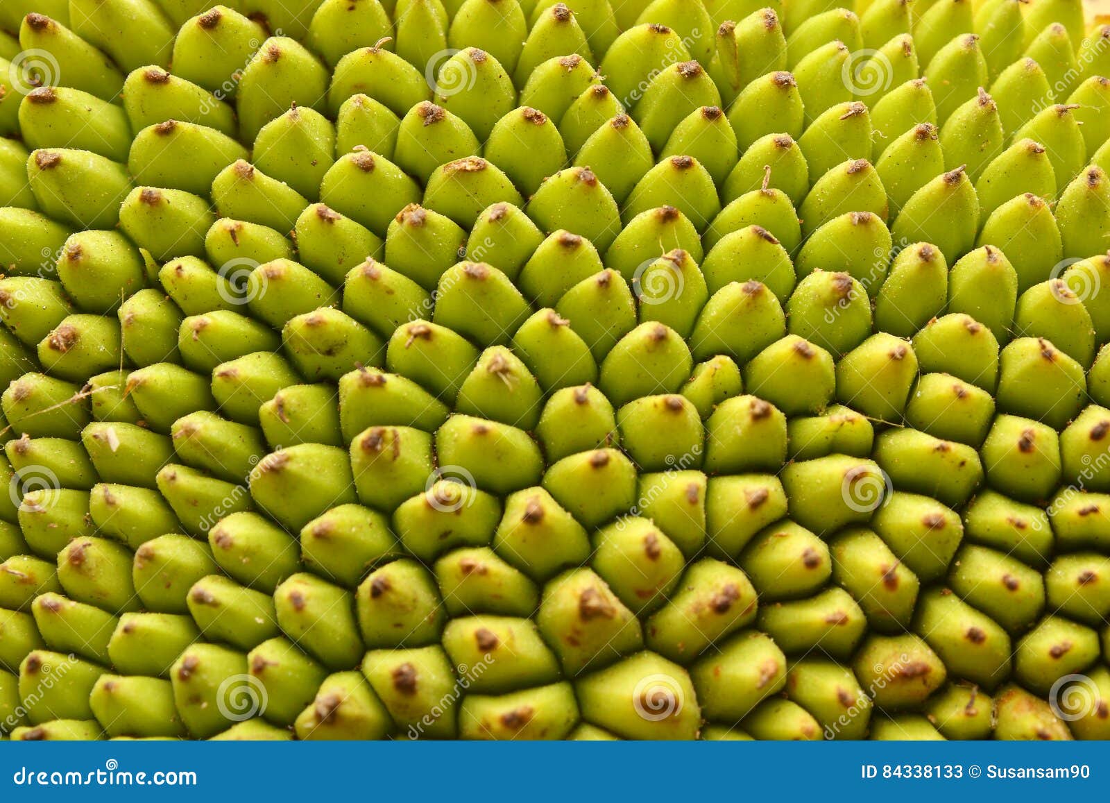 Organic Texture of a Jack Fruit`s Outer Skin. Stock Image - Image of ...