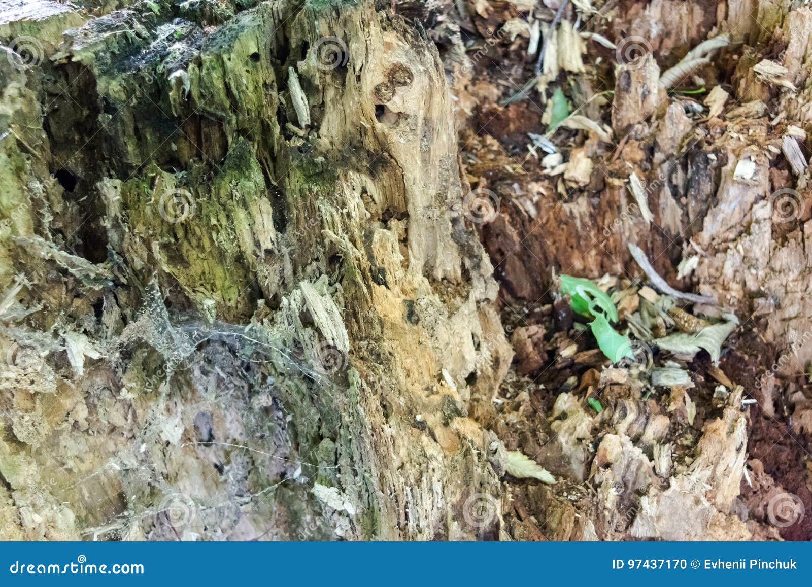 Organic Texture: Part of a Large Rotten Tree Stump from a Felled Tree ...