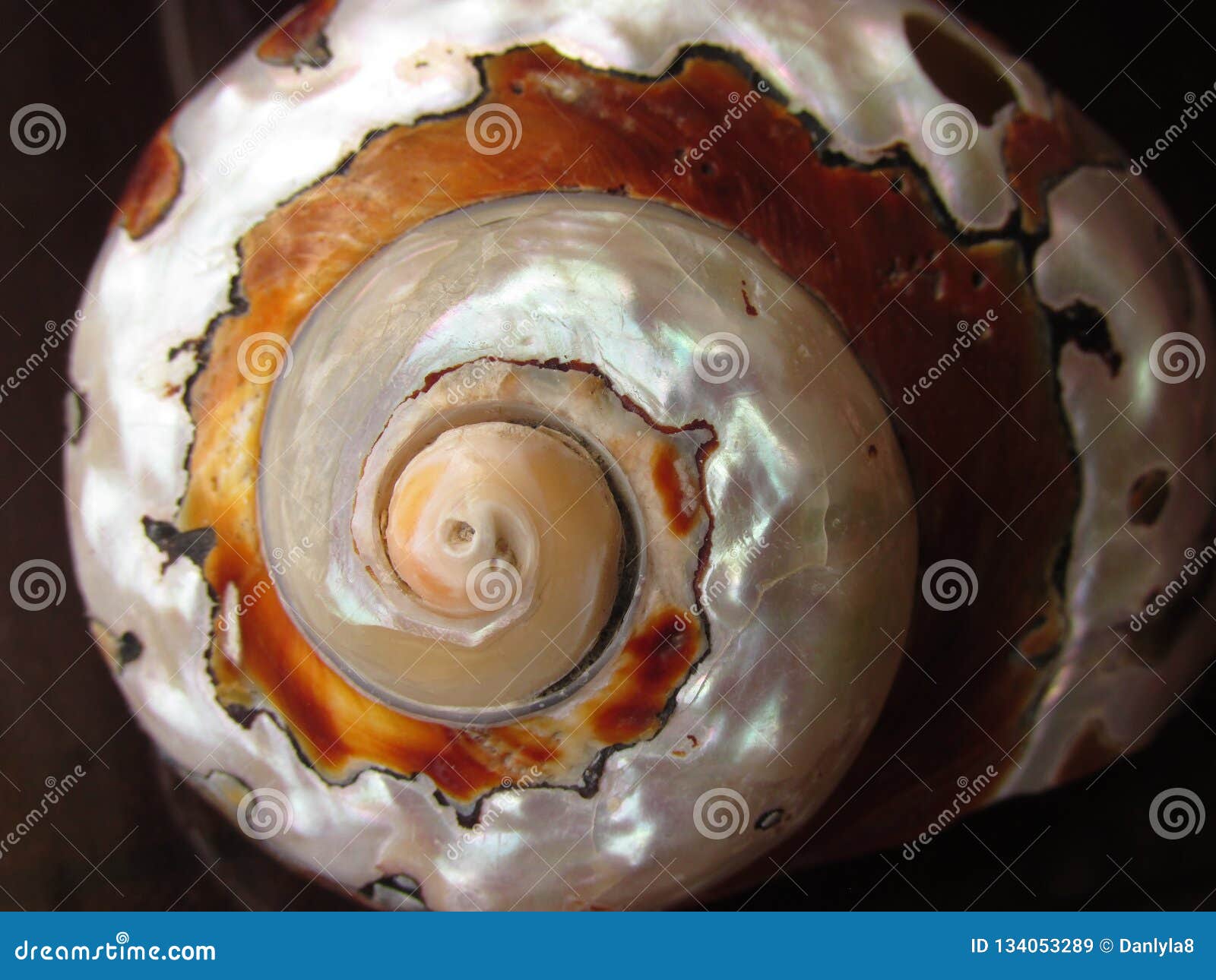 Organic Texture - Seashell - Conch Stock Image - Image of beach, color ...
