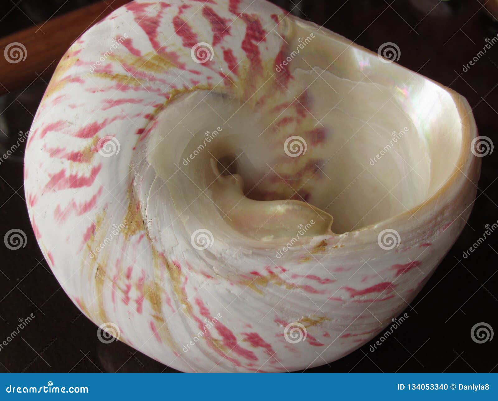 Organic Texture - Seashell - Conch Stock Photo - Image of flower ...