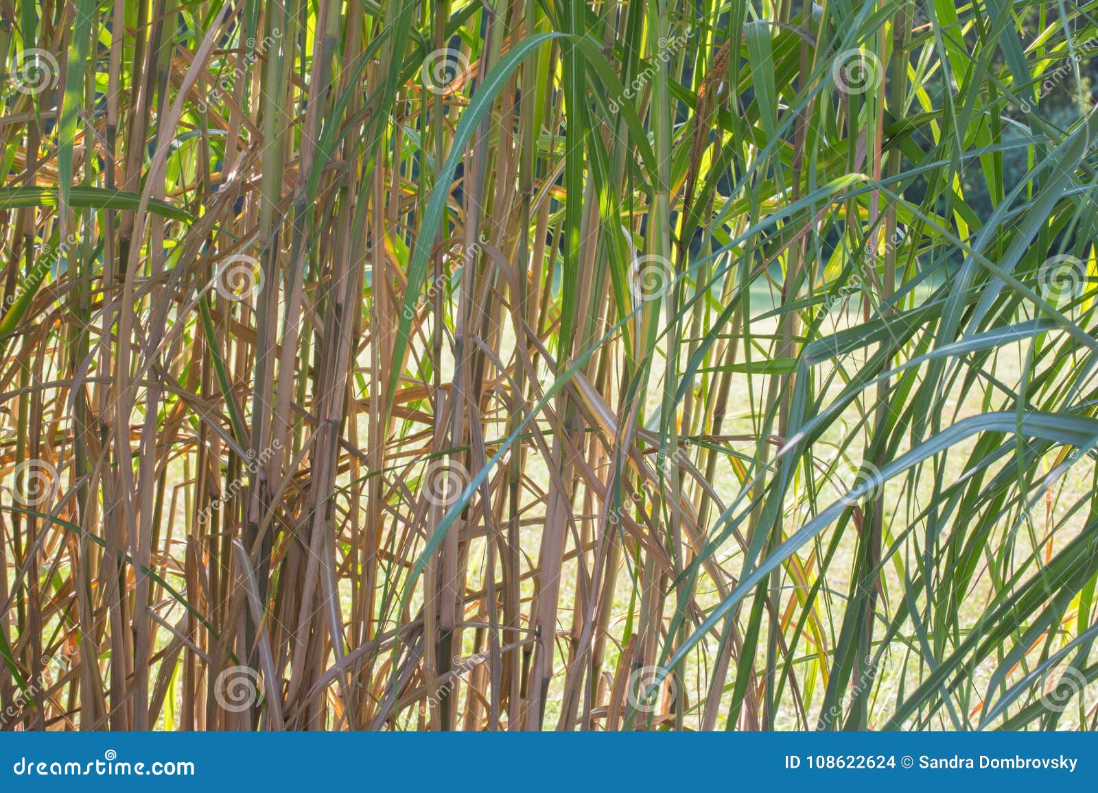 An Organic Texture, Tall Thin Green Grass Stock Photo - Image of fresh ...