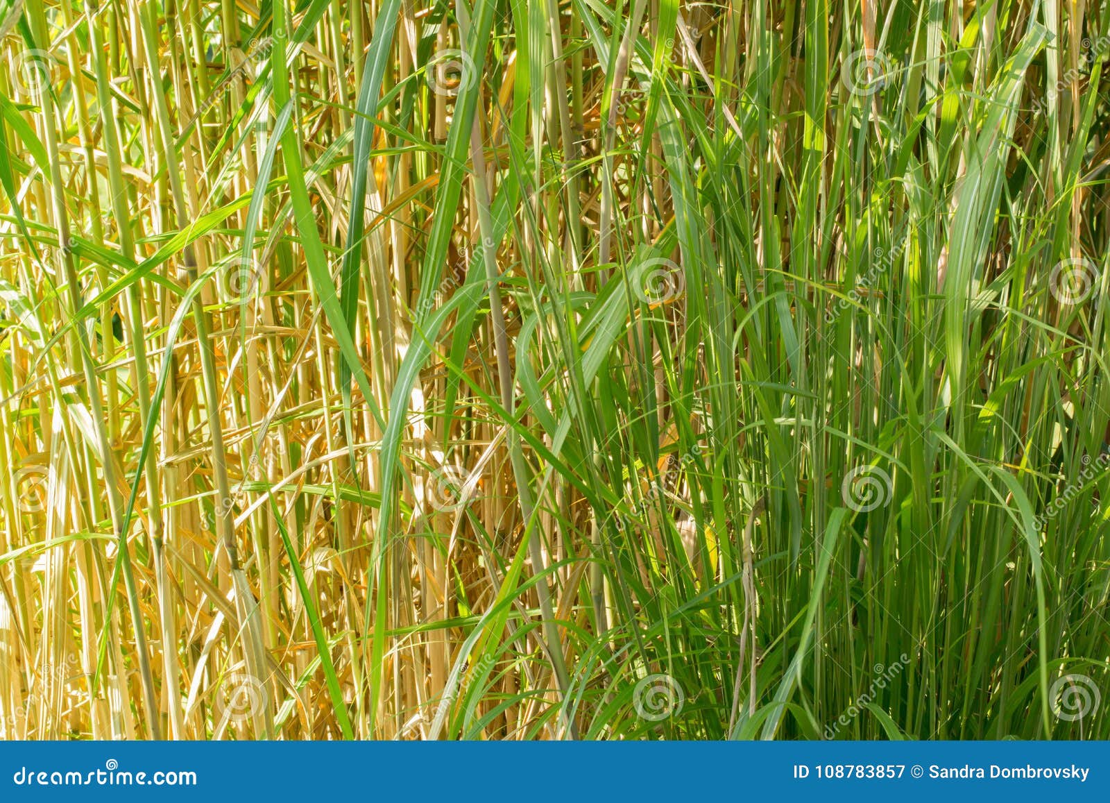 An Organic Texture, Tall Thin Green Grass Stock Image - Image of green ...