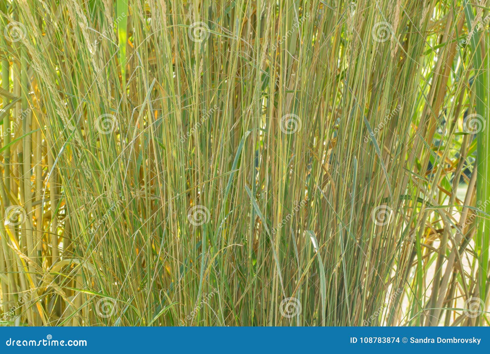 An Organic Texture, Tall Thin Green Grass Stock Photo - Image of farm ...