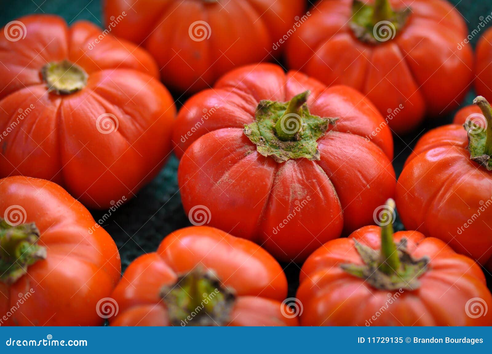 Organic Tomato stock image. Image of outdoors, green - 11729135