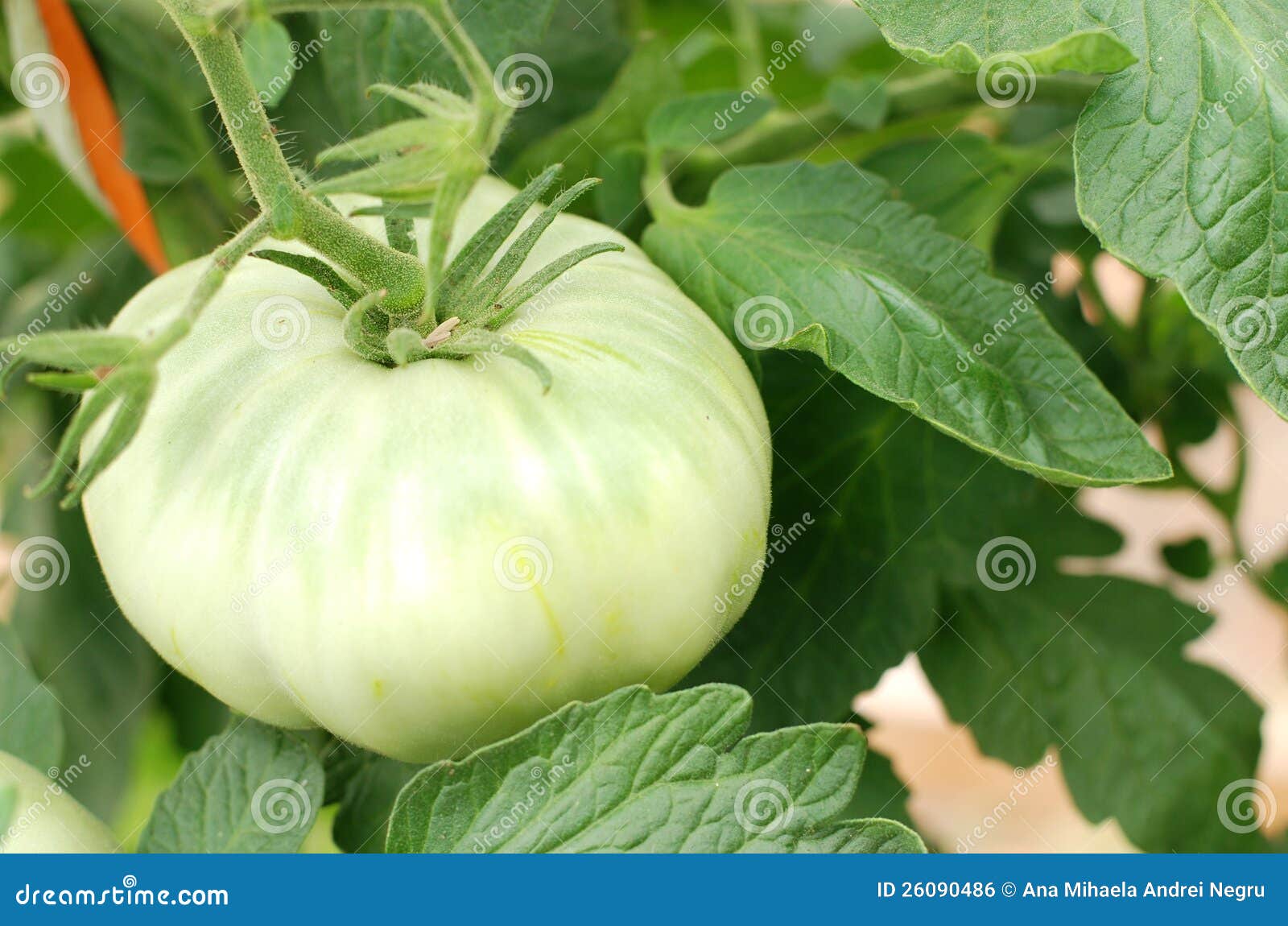 Organic tomato on the vine stock photo. Image of cultivate - 26090486 Organic tomato on the vine stock photo. Image of cultivate - 26090486