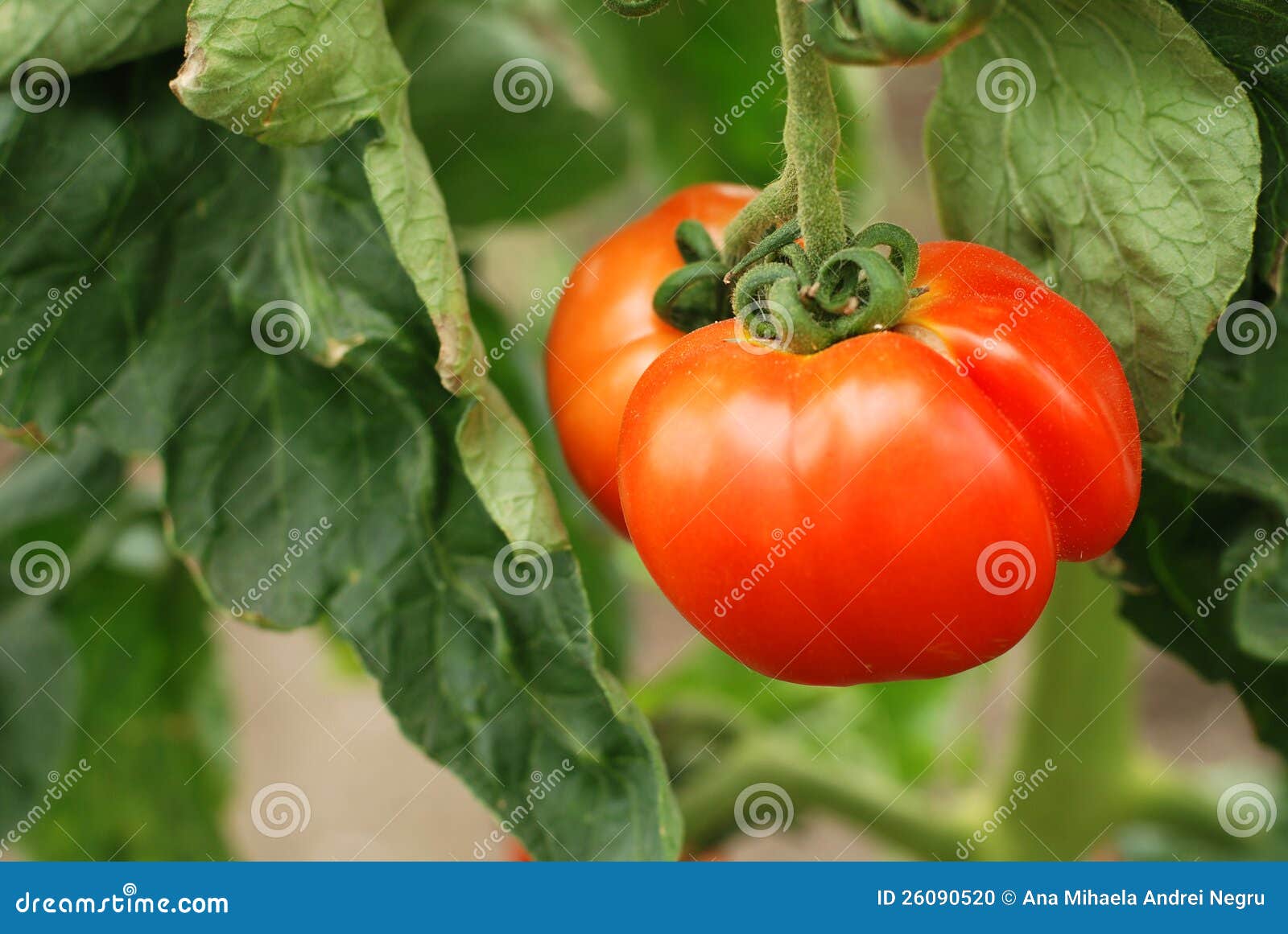 Organic tomato on the vine stock photo. Image of fruits - 26090520