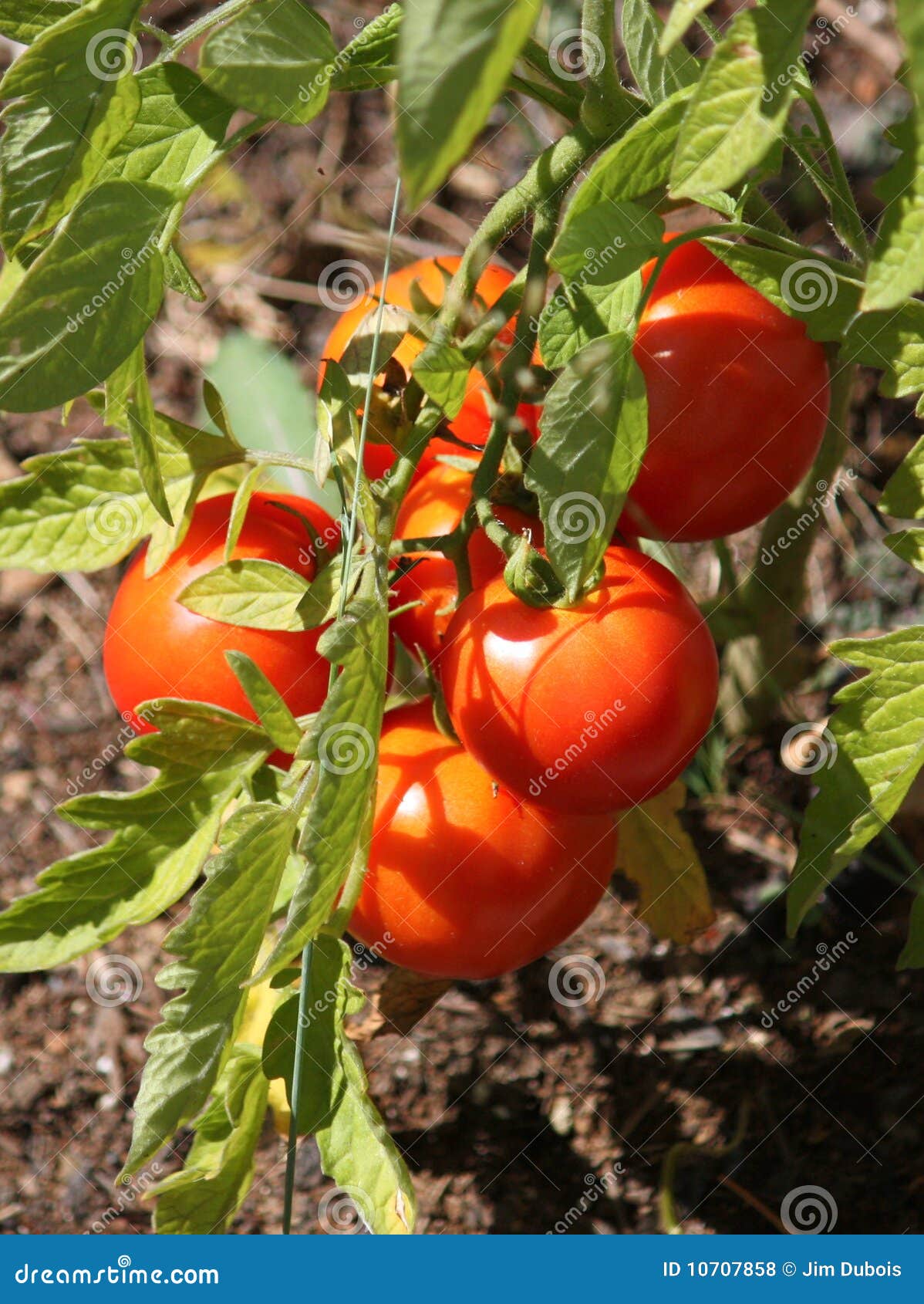 Organic Tomatoes stock photo. Image of agriculture, garden - 10707858