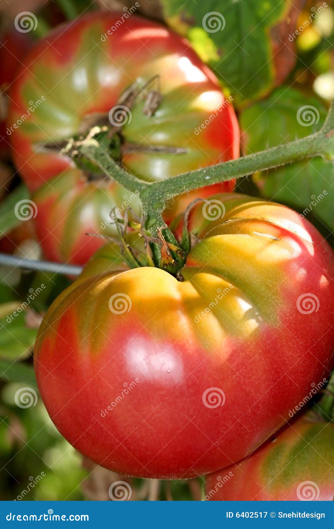Organic Tomatoes stock image. Image of garden, tomatoes - 6402517