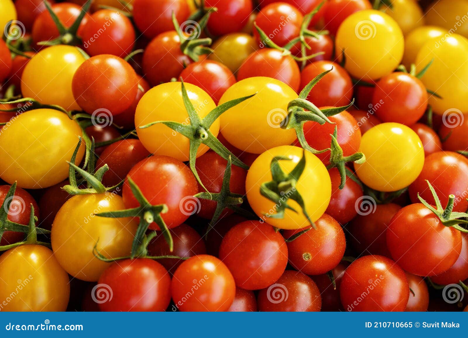Organic tomatoes stock image. Image of bunch, grow, heirloom - 210710665