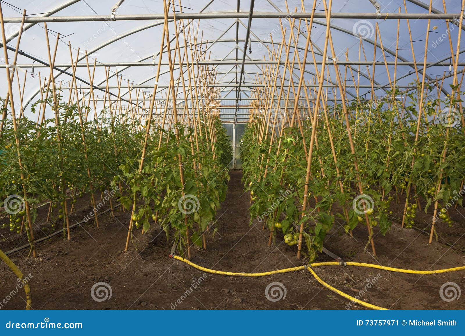 Organic tomatoes stock image. Image of foliage, crops - 73757971