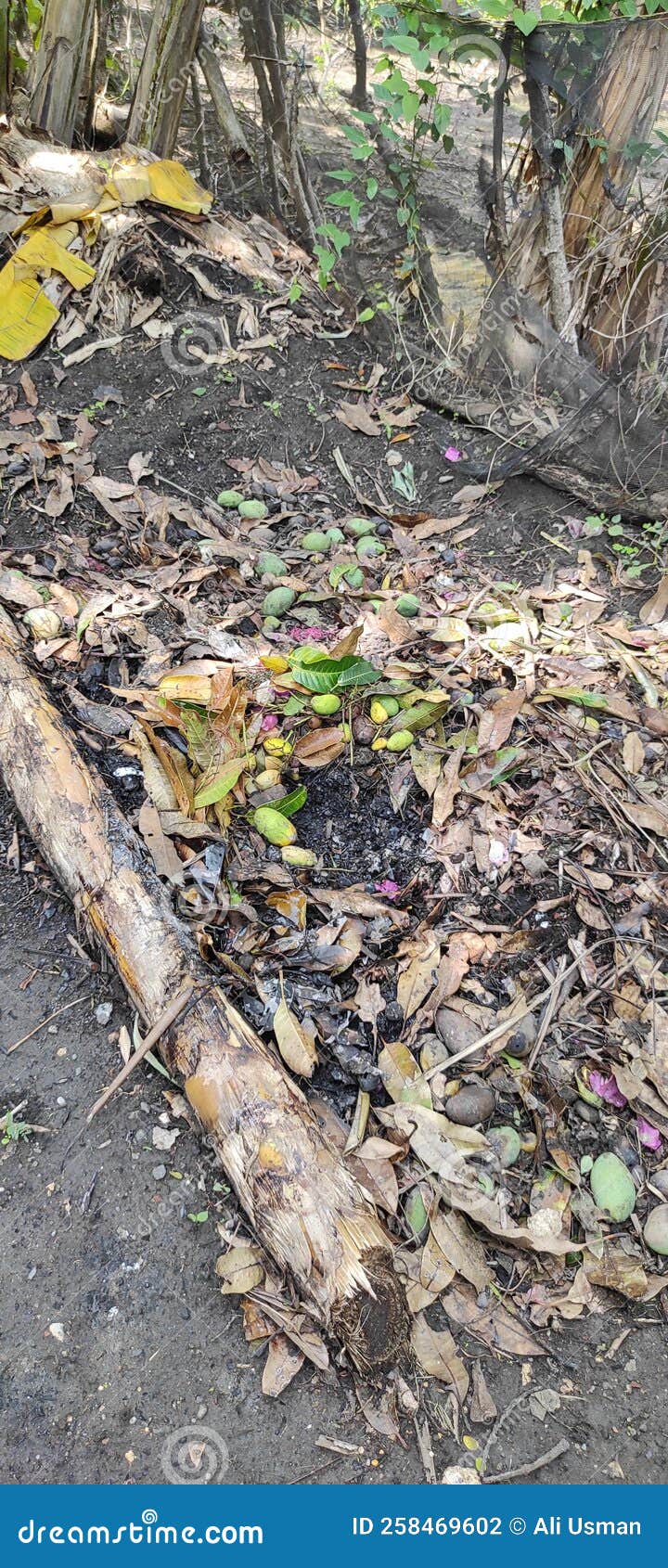 Organic trash stock photo. Image of woodland, autumn - 258469602