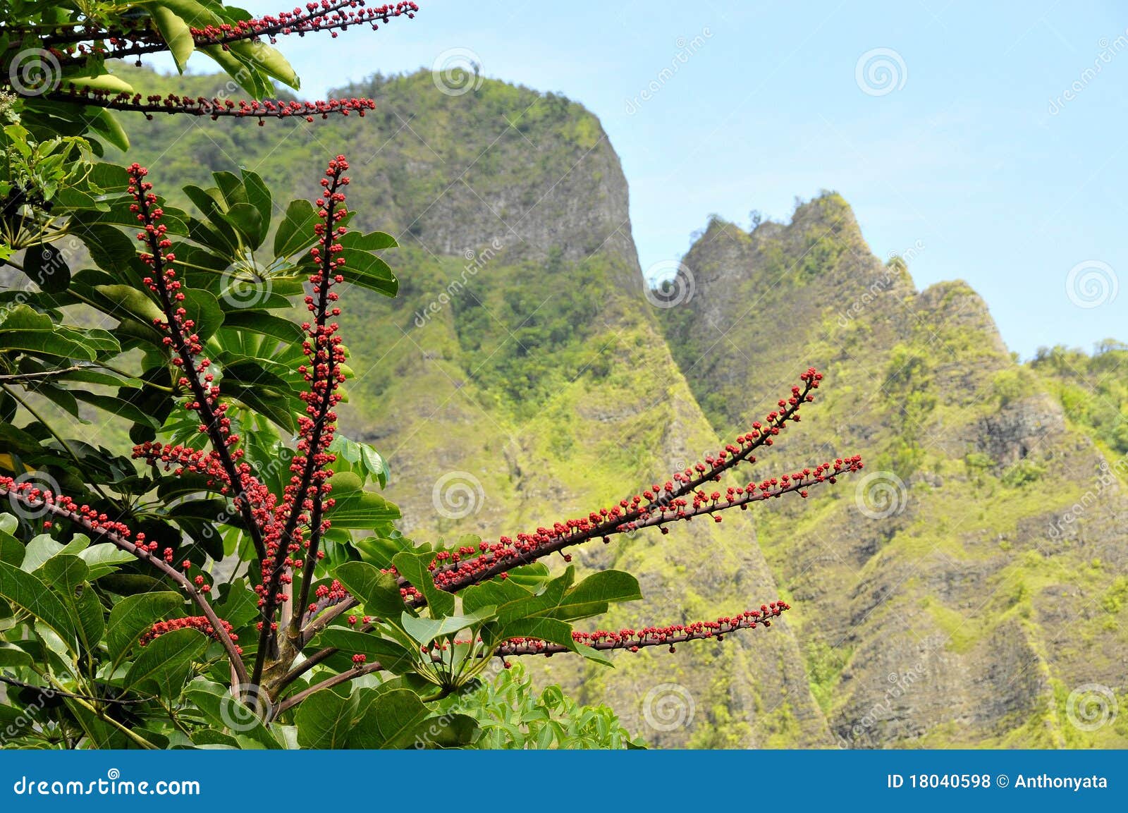 Organic Tropical Octopus Tree Stock Photo - Image of cherry, grow: 18040598