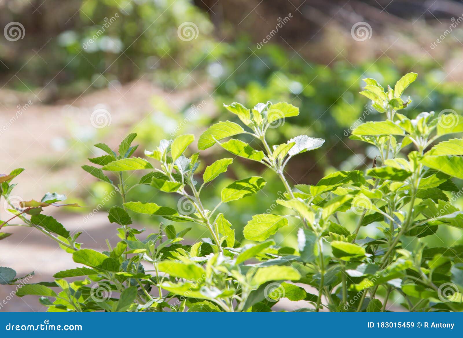 An organic Tulsi plant stock image. Image of savanna - 183015459
