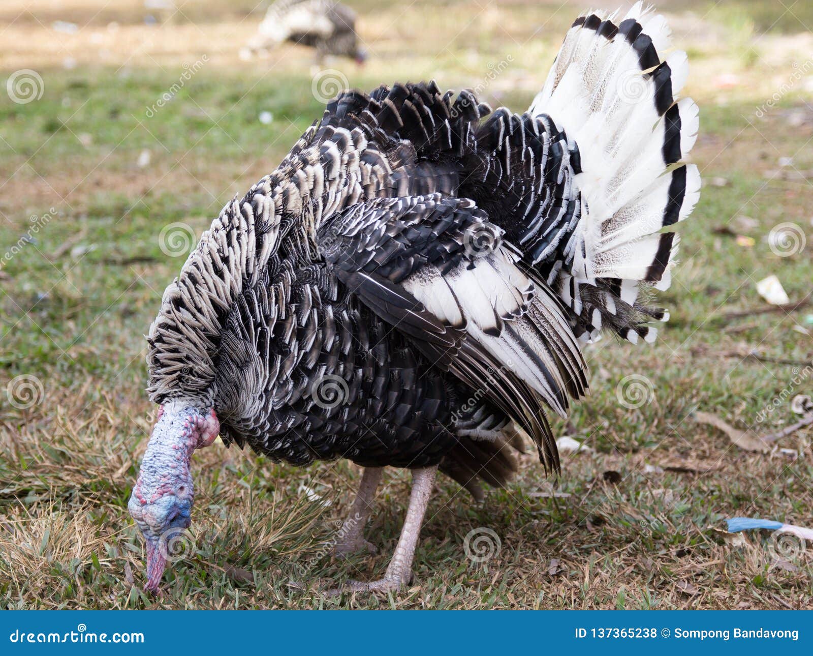 Organic Turkey Farming in Rural. Stock Photo - Image of farm, livestock ...