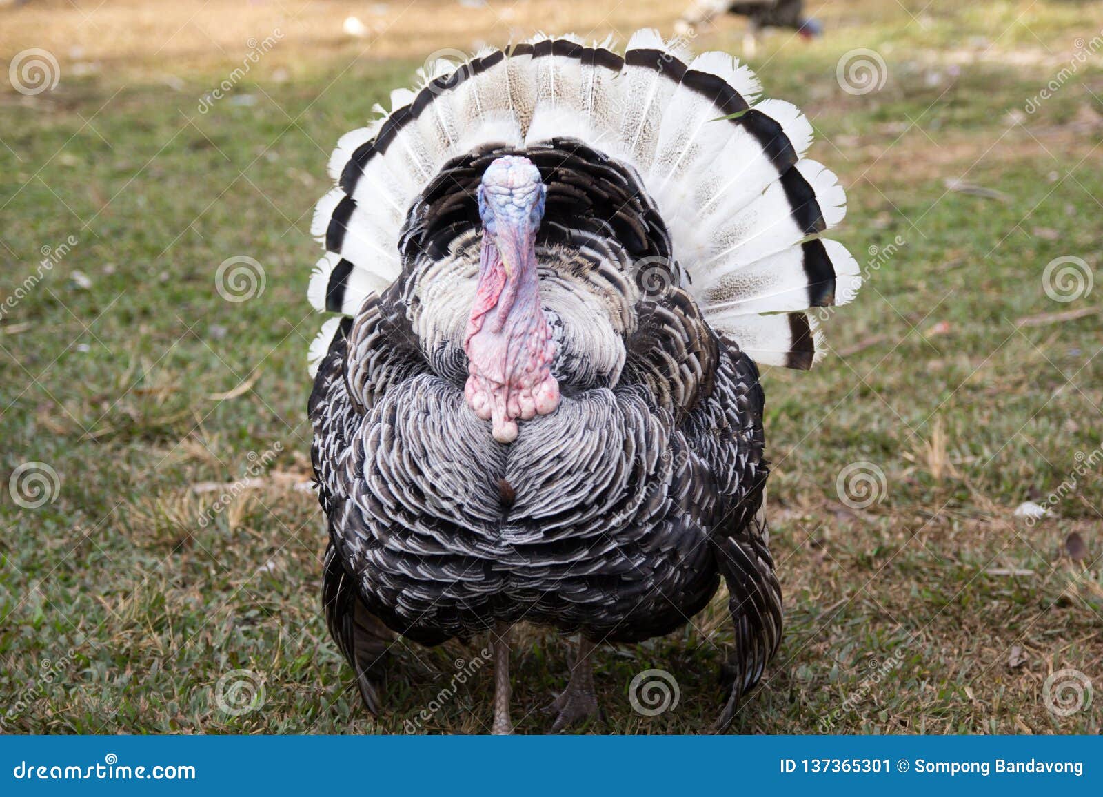 Organic Turkey Farming in Rural. Stock Image - Image of head, avian ...
