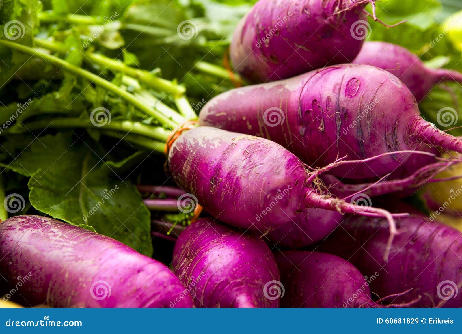 Organic Turnips stock image. Image of turnips, plant - 60681829