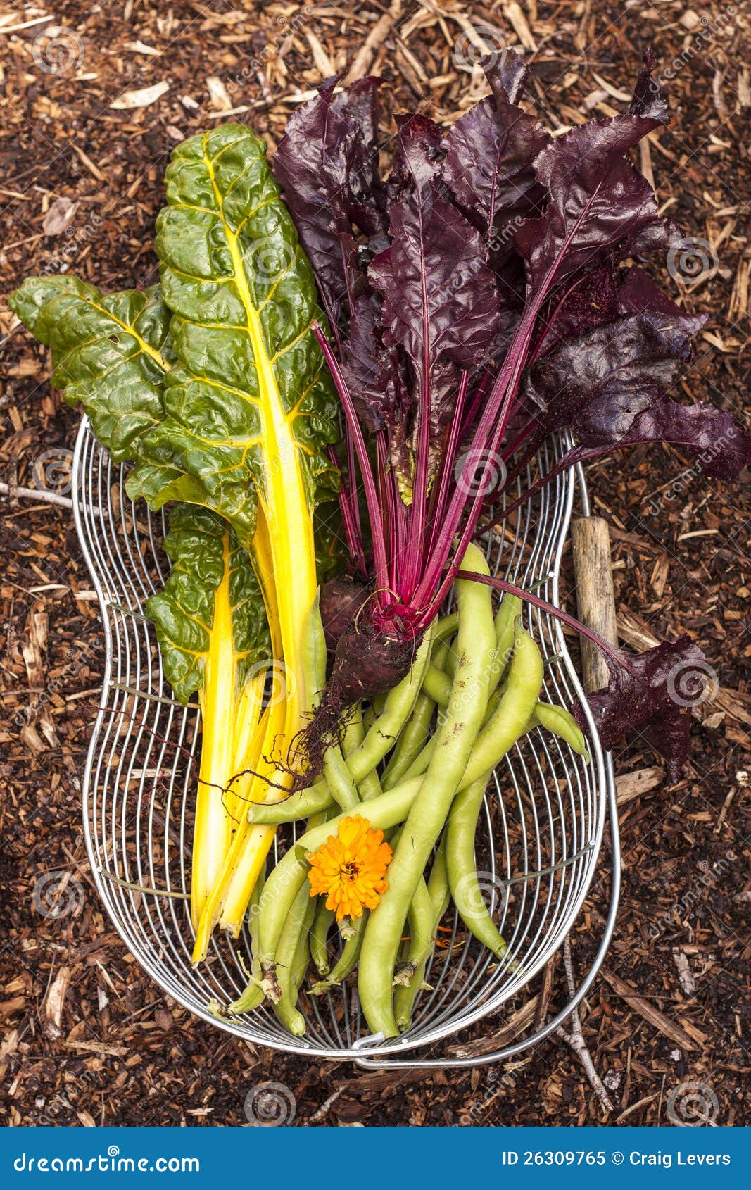 Organic veges stock image. Image of gardening, grow, home - 26309765