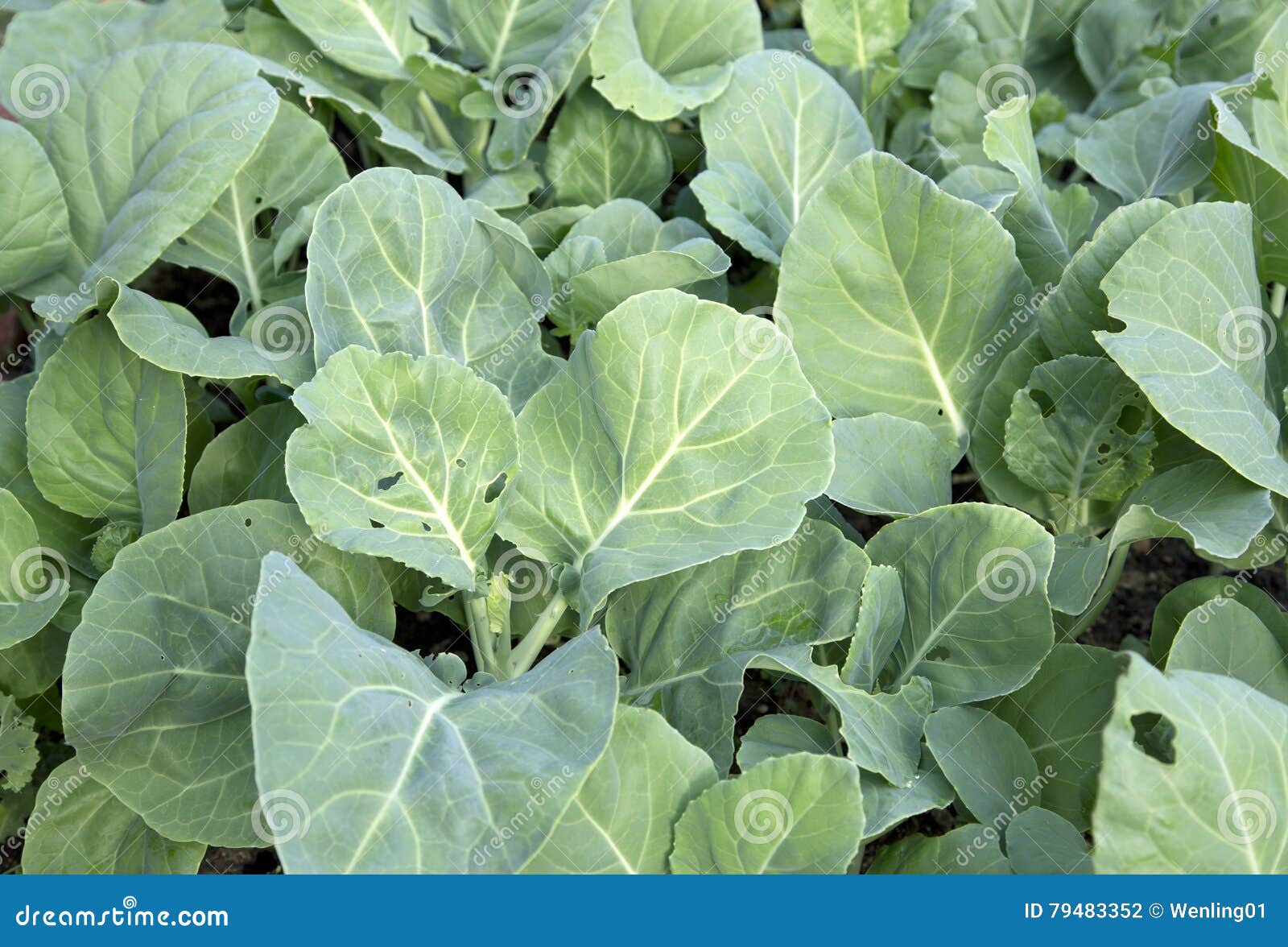 Organic Vegetable Chinese Kale Stock Photo - Image of broccoli, organic ...