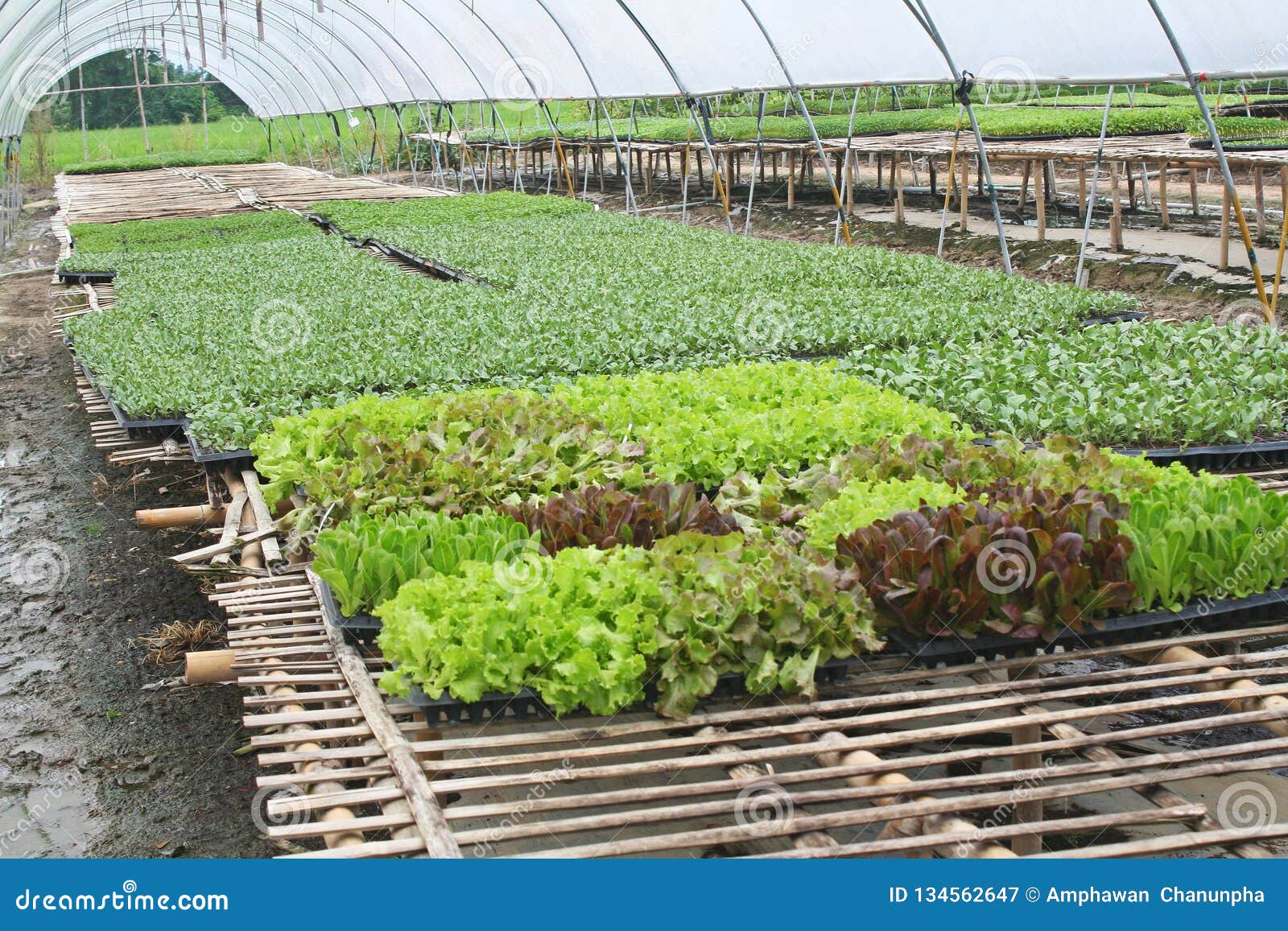Organic vegetable farm stock image. Image of chili, farming - 134562647