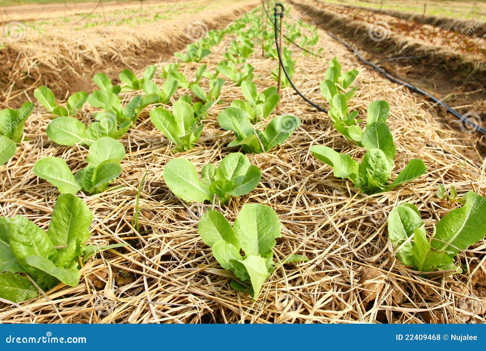 Organic vegetable farm stock photo. Image of colorful - 22409468