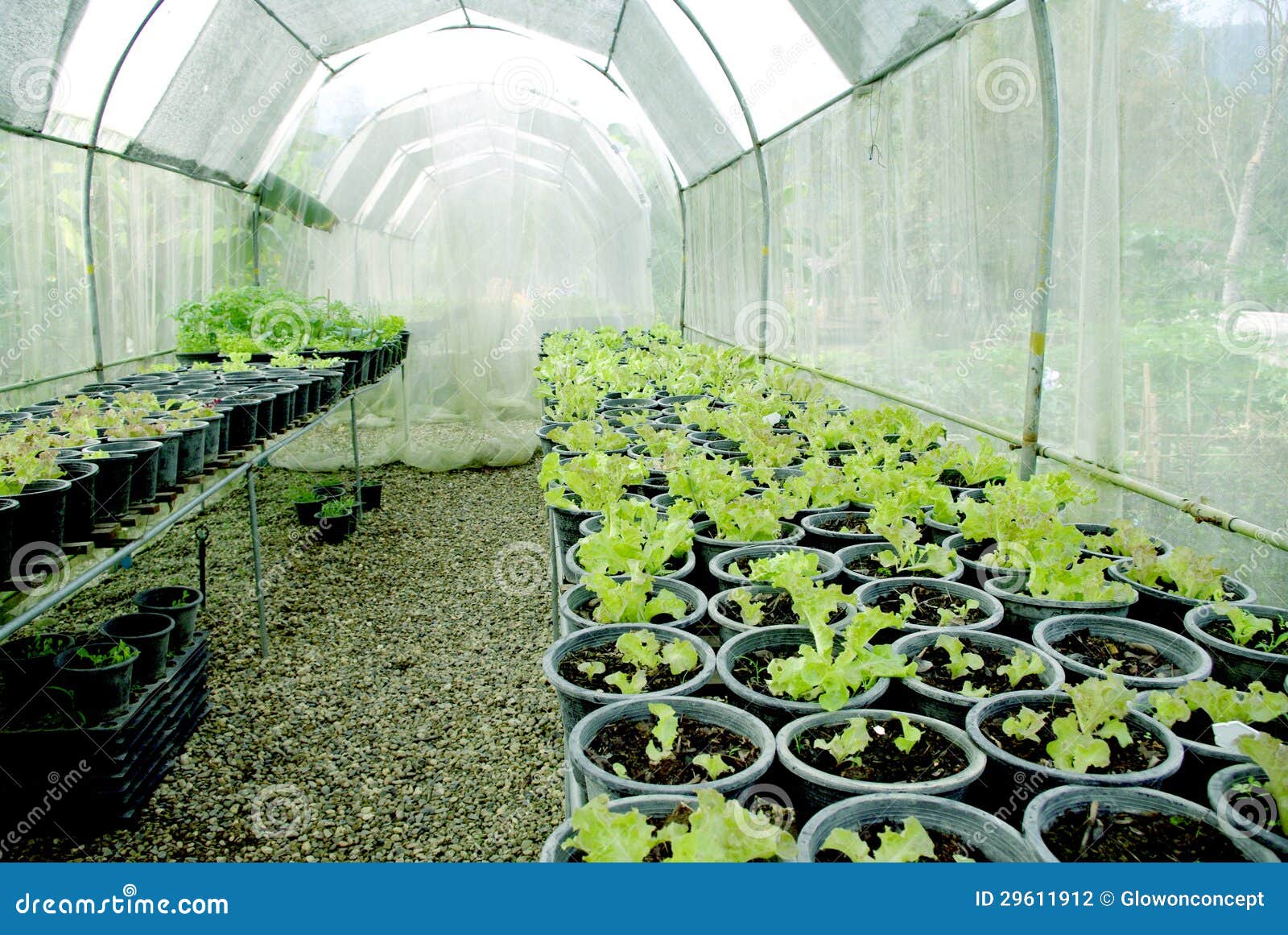 Organic vegetable farm stock photo. Image of corp, structure - 29611912