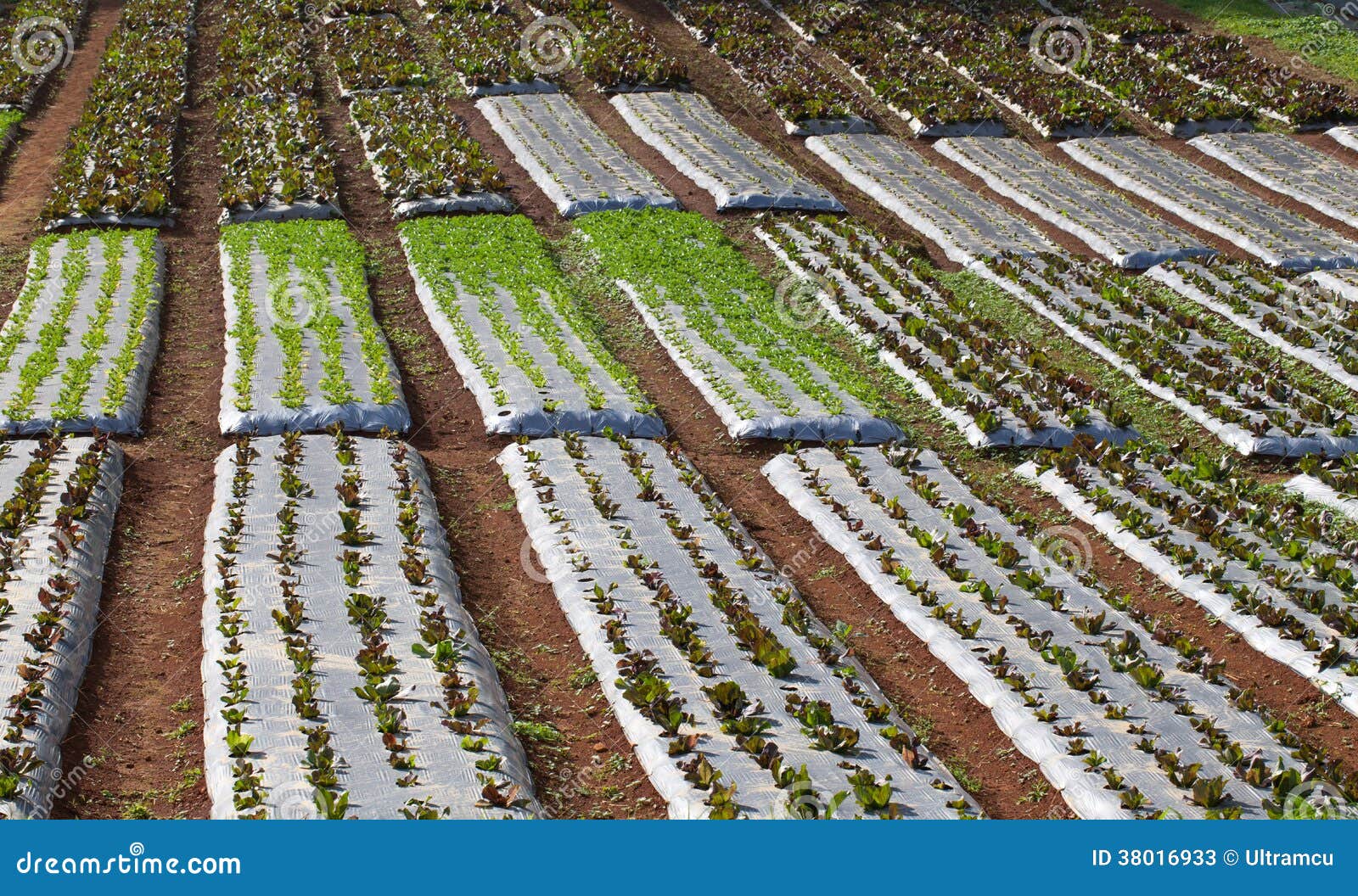 The organic vegetable farm stock image. Image of salad - 38016933