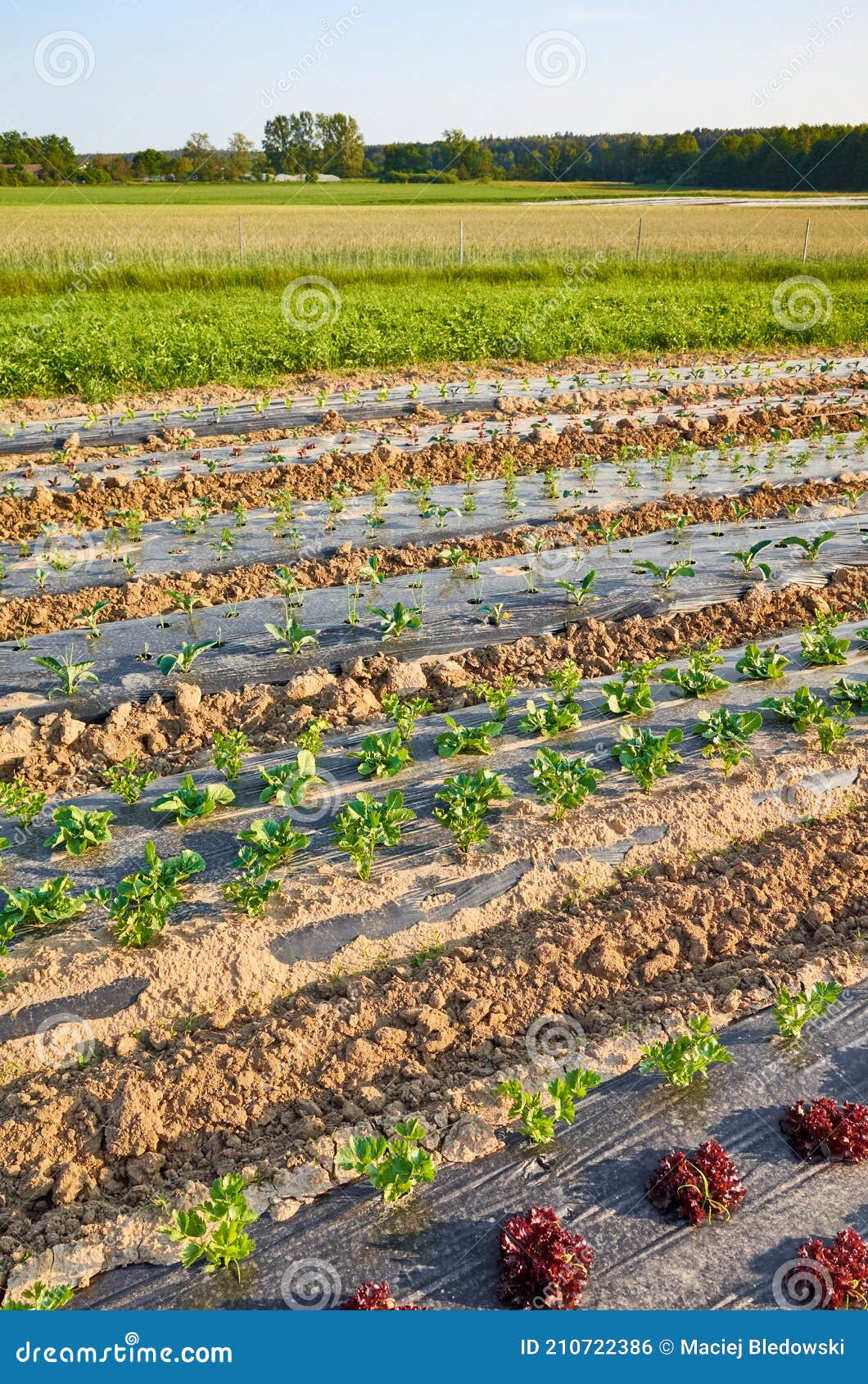 Organic Vegetable Farm Field with Patches Covered with Plastic Mulch ...