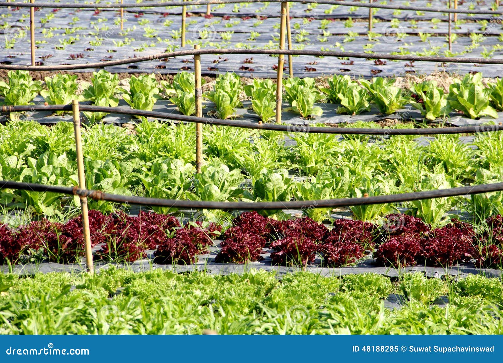 Organic vegetable farm stock image. Image of salad, farm - 48188285