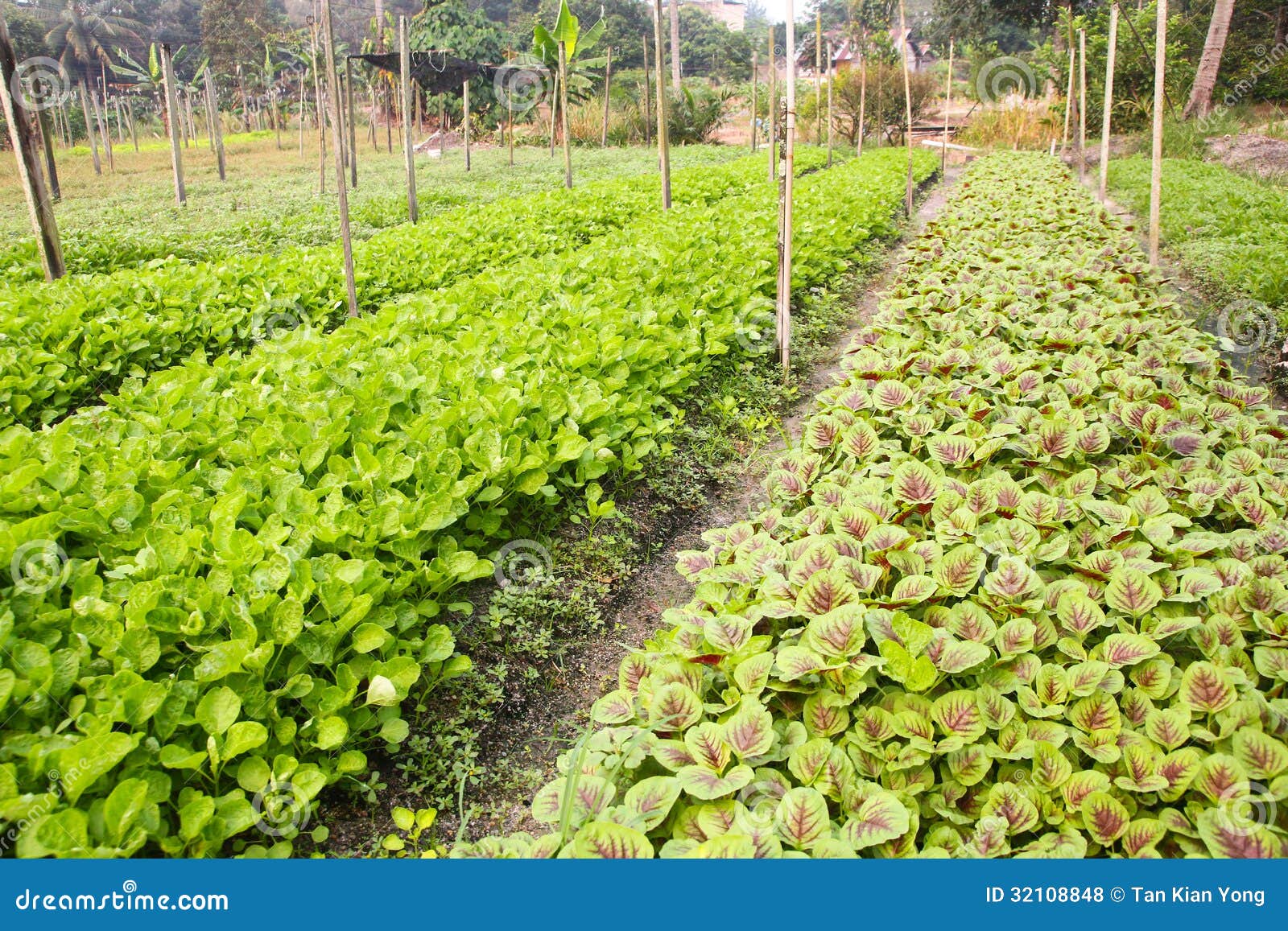 Organic vegetable farm stock photo. Image of farming - 32108848