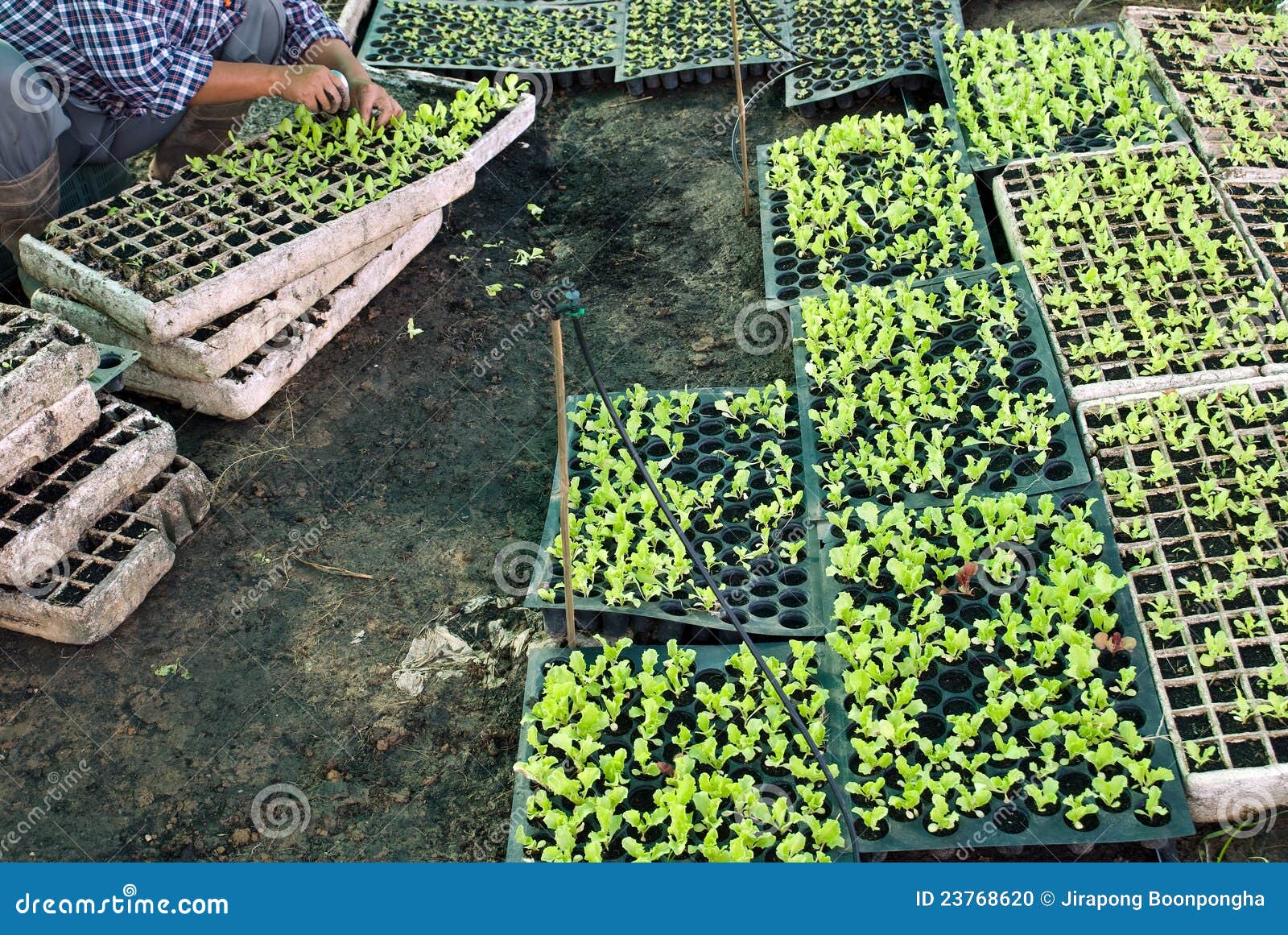 Organic Vegetable Farm in Thailand Stock Photo - Image of lines, fresh ...