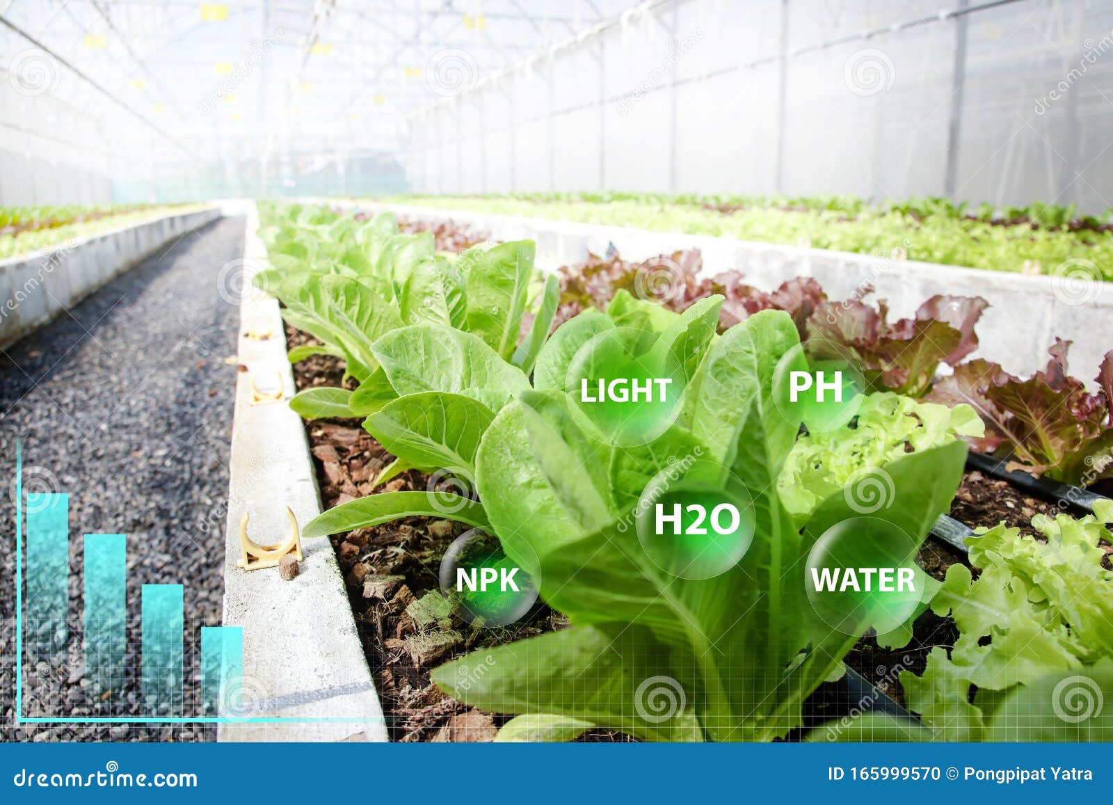 Organic Organic Vegetable Farm in the Greenhouse Stock Photo - Image of ...
