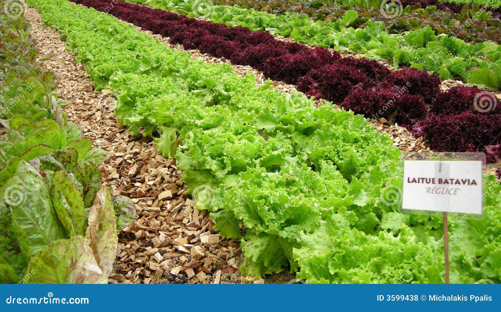 Organic vegetable field stock photo. Image of life, food - 3599438