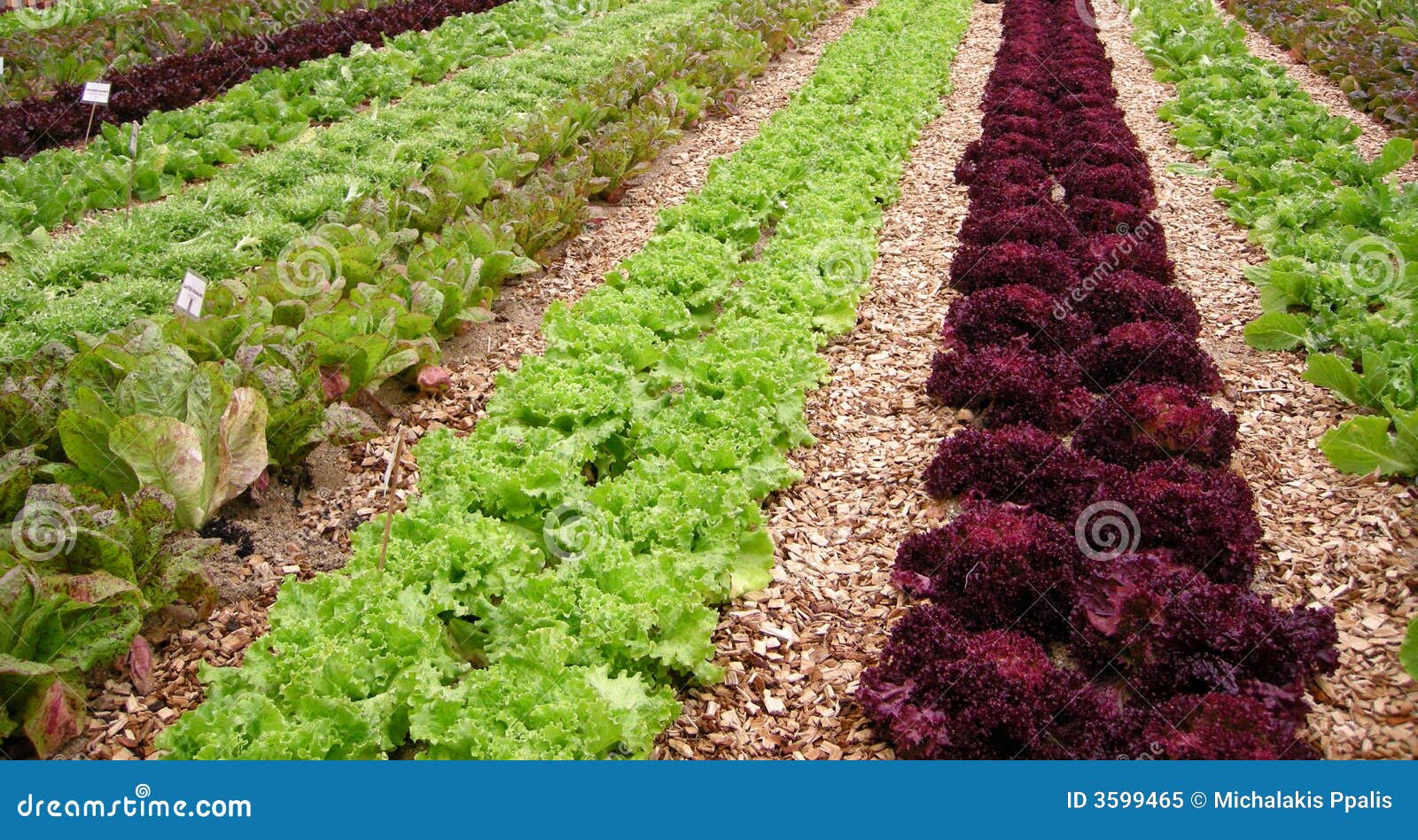 Organic vegetable field stock image. Image of field, cultivate - 3599465