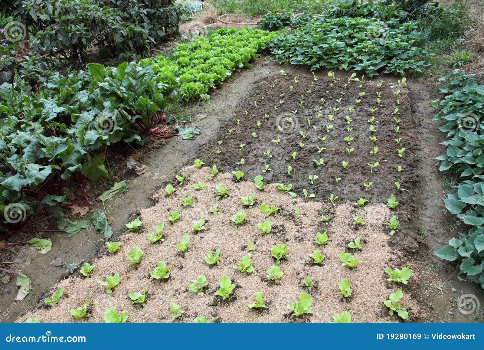 Organic vegetable garden stock image. Image of plant - 19280169